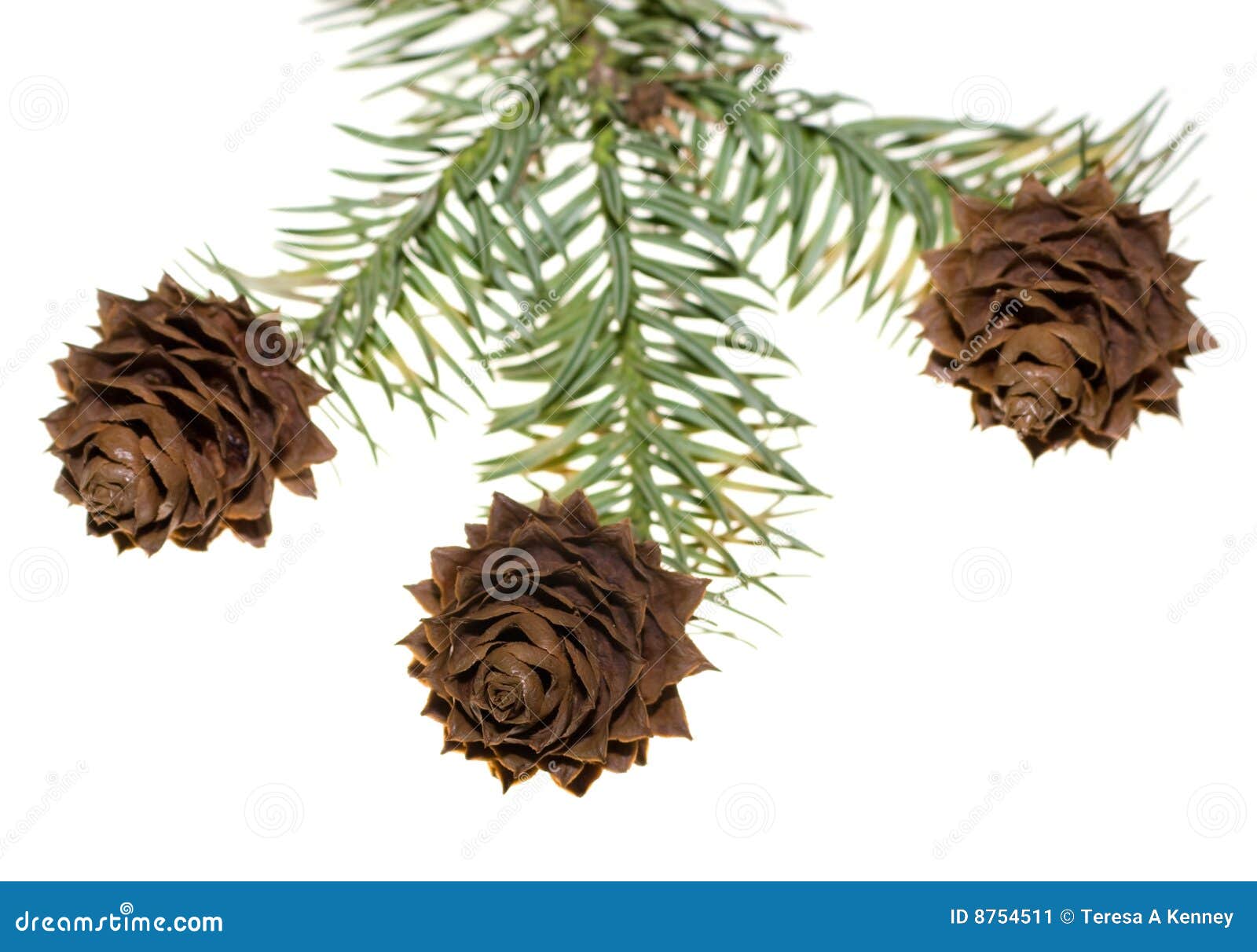 China Fir Tree Cones stock image. Image of nature, bright - 8754511