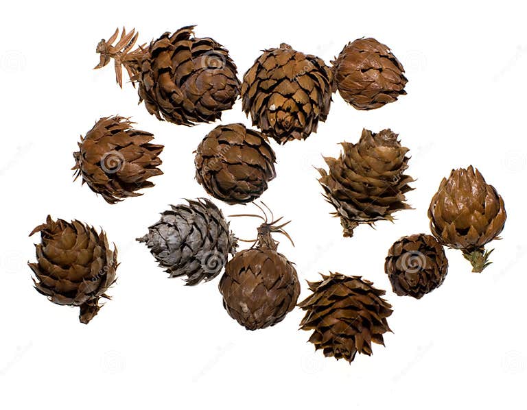 China Fir Tree Cones stock image. Image of conifer, bracts - 8754517