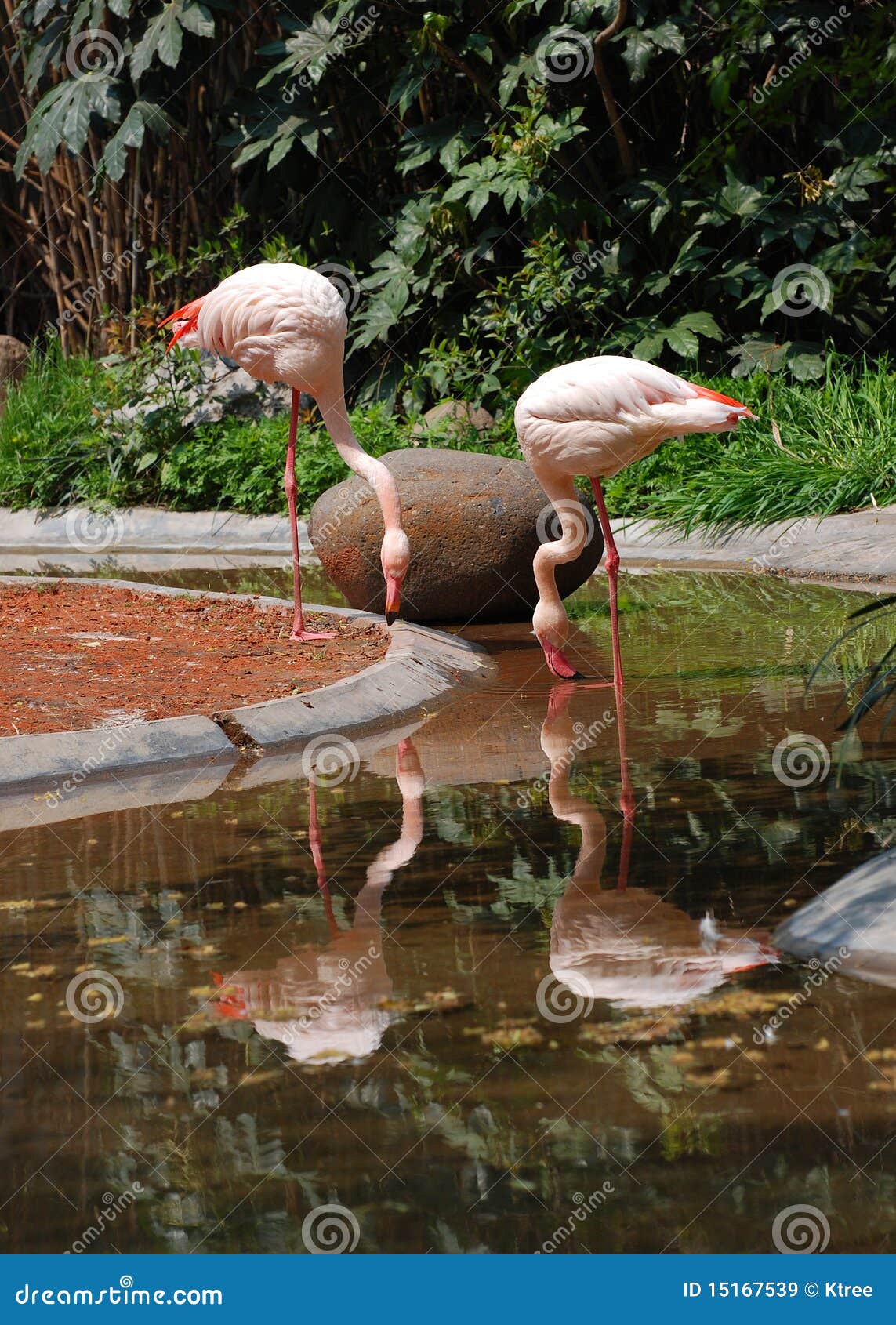 China Flamingo stock image. Image of bonaire, eyes, bizarre - 15167539