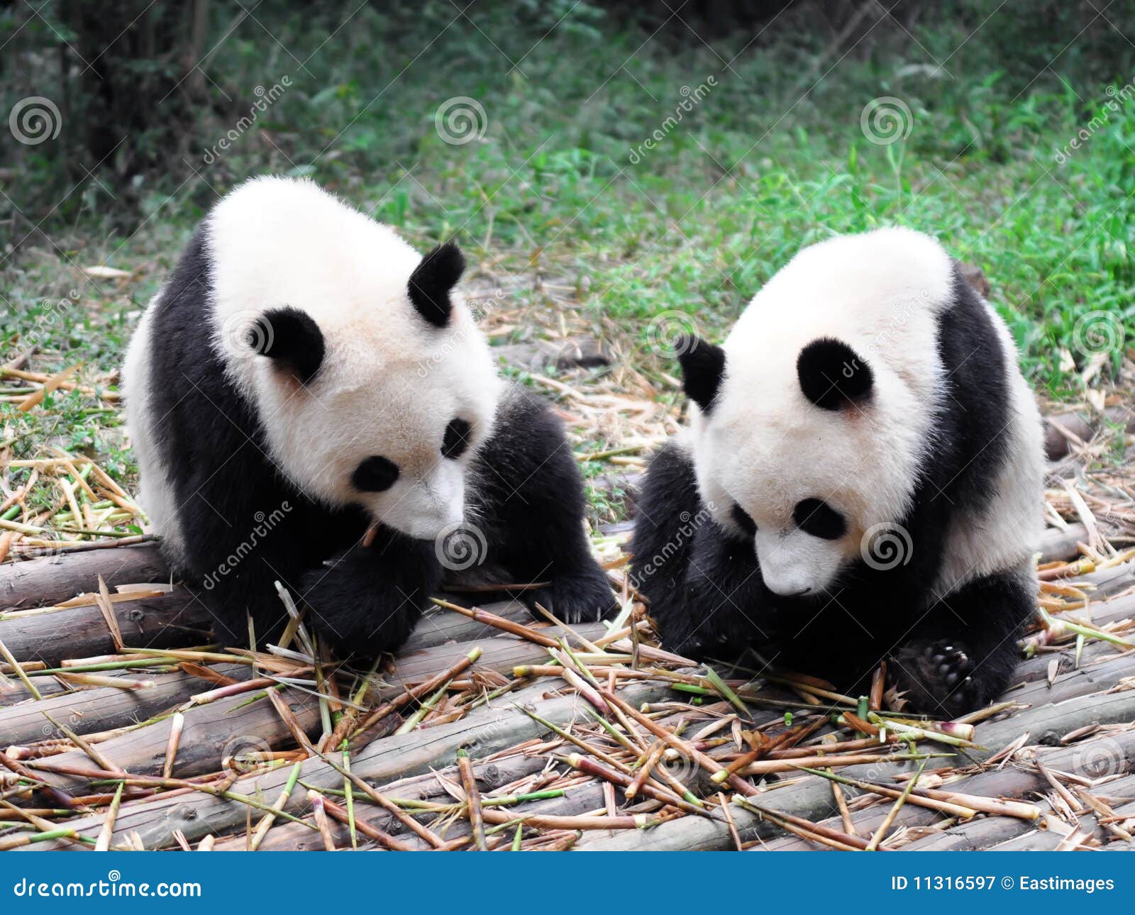 China Giant Panda stock image. Image of famous, china - 11316597