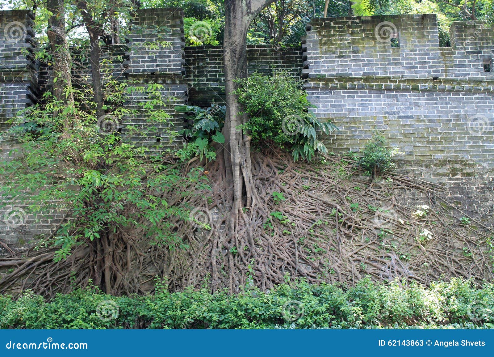 China Guangzhou tree stock image. Image of roots, sculpture - 62143863