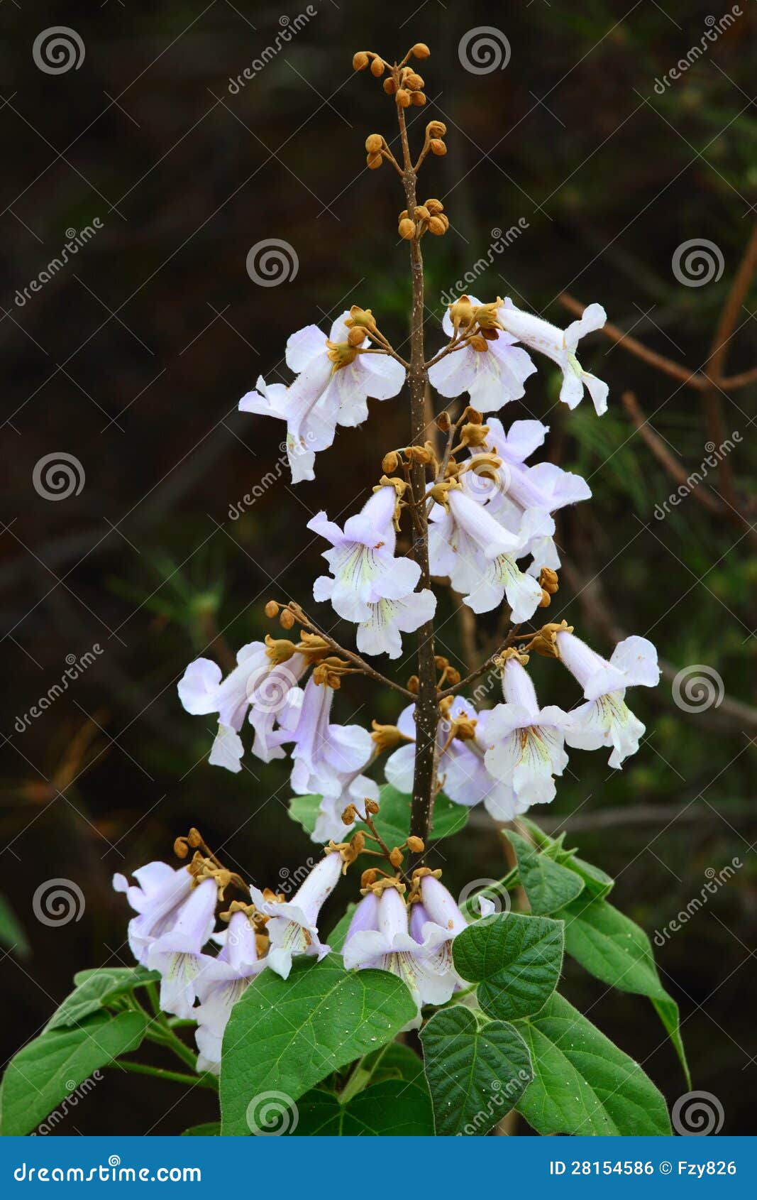 China Indus flowers stock photo. Image of beautiful, china - 28154586