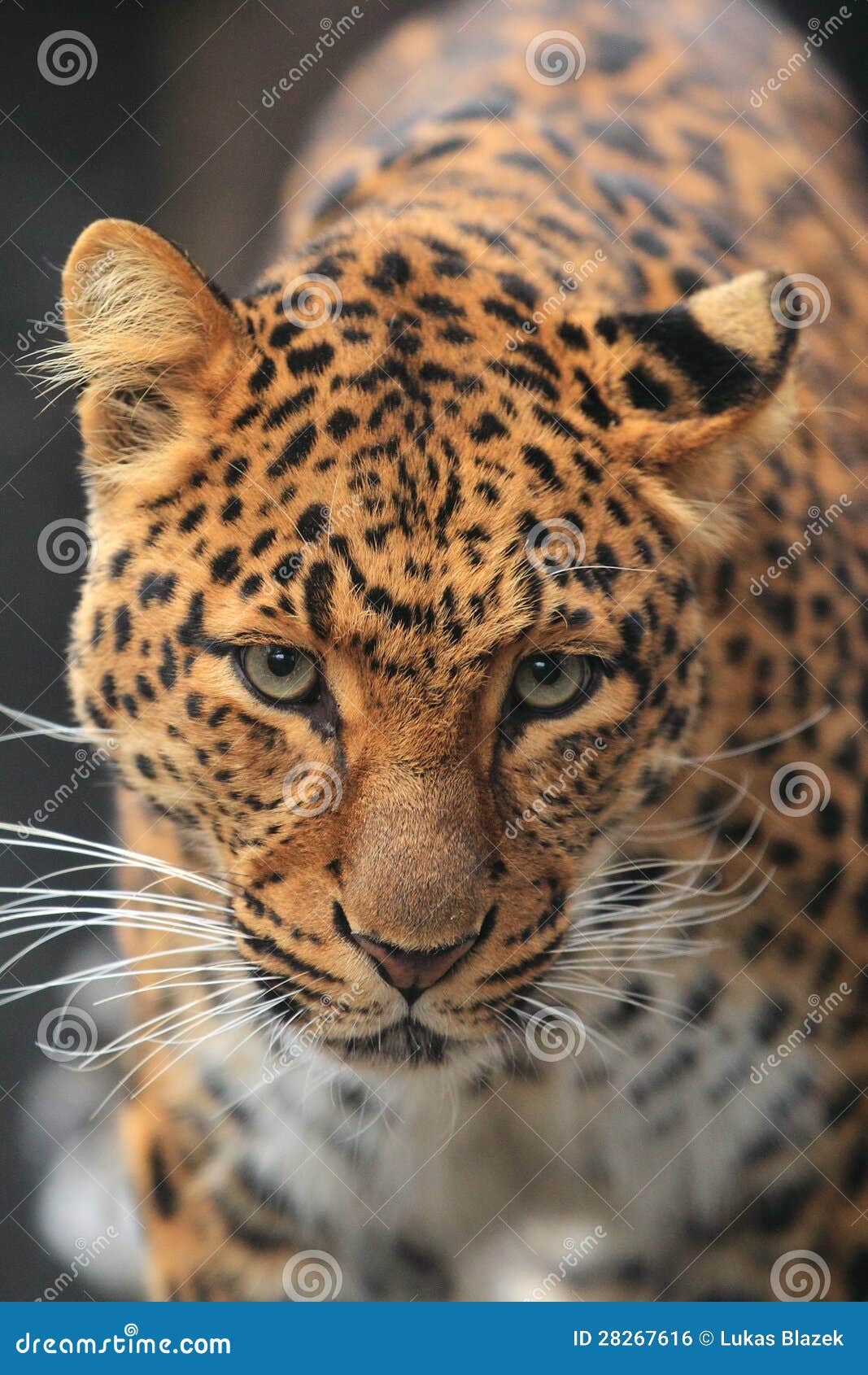 China leopard stock photo. Image of panthera, china, japonensis - 28267616