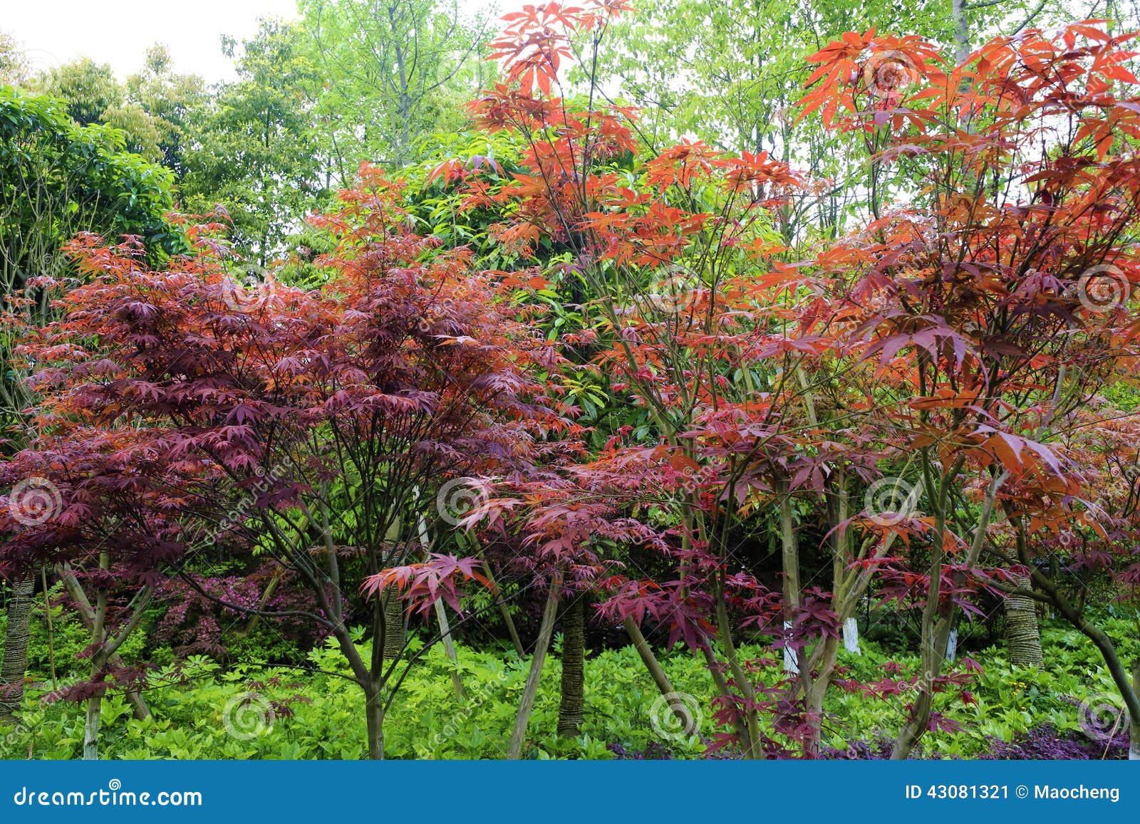 China maple trees stock image. Image of green, trees - 43081321