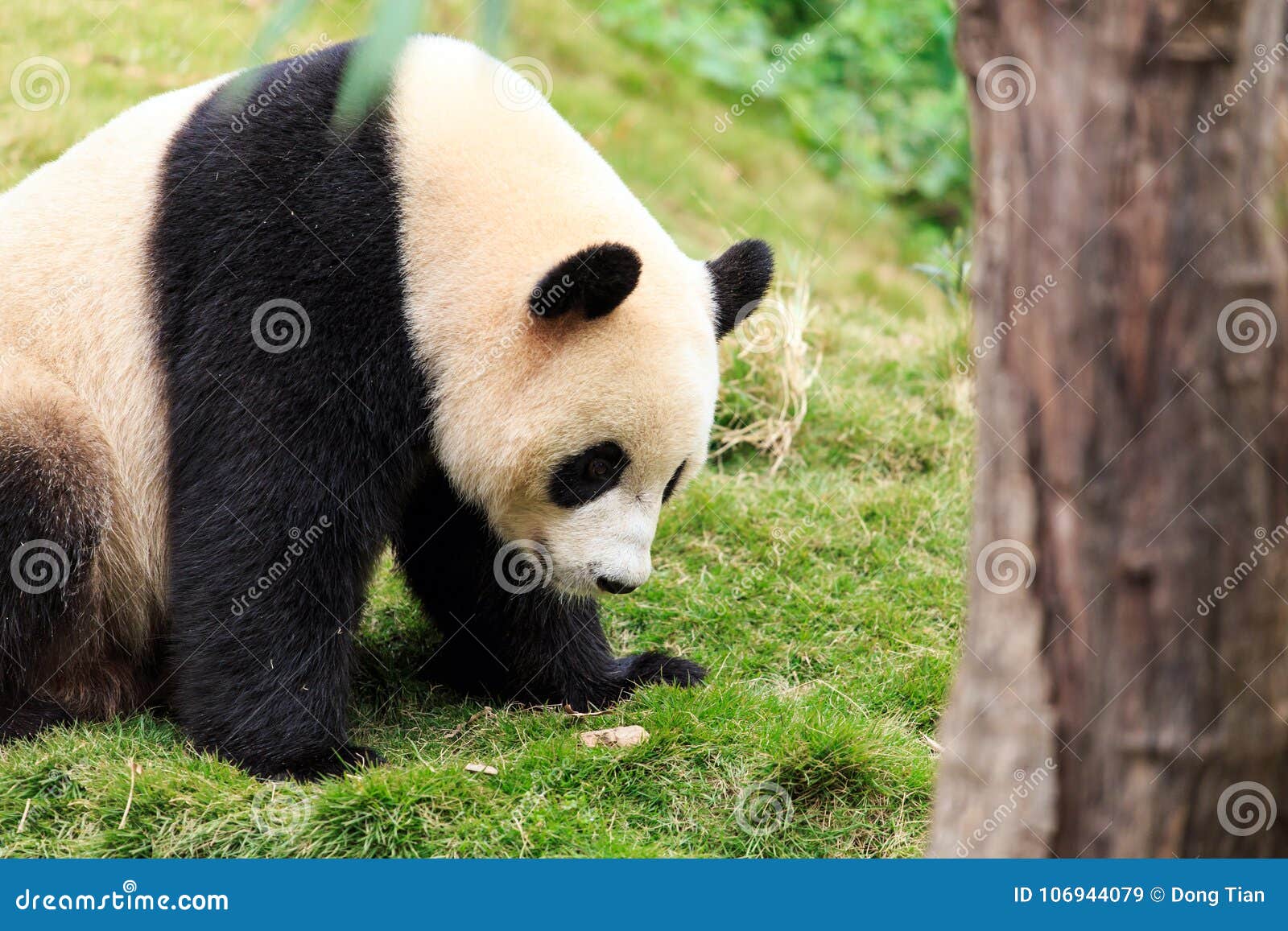 The cuddly giant panda stock image. Image of panda, asia - 106944079