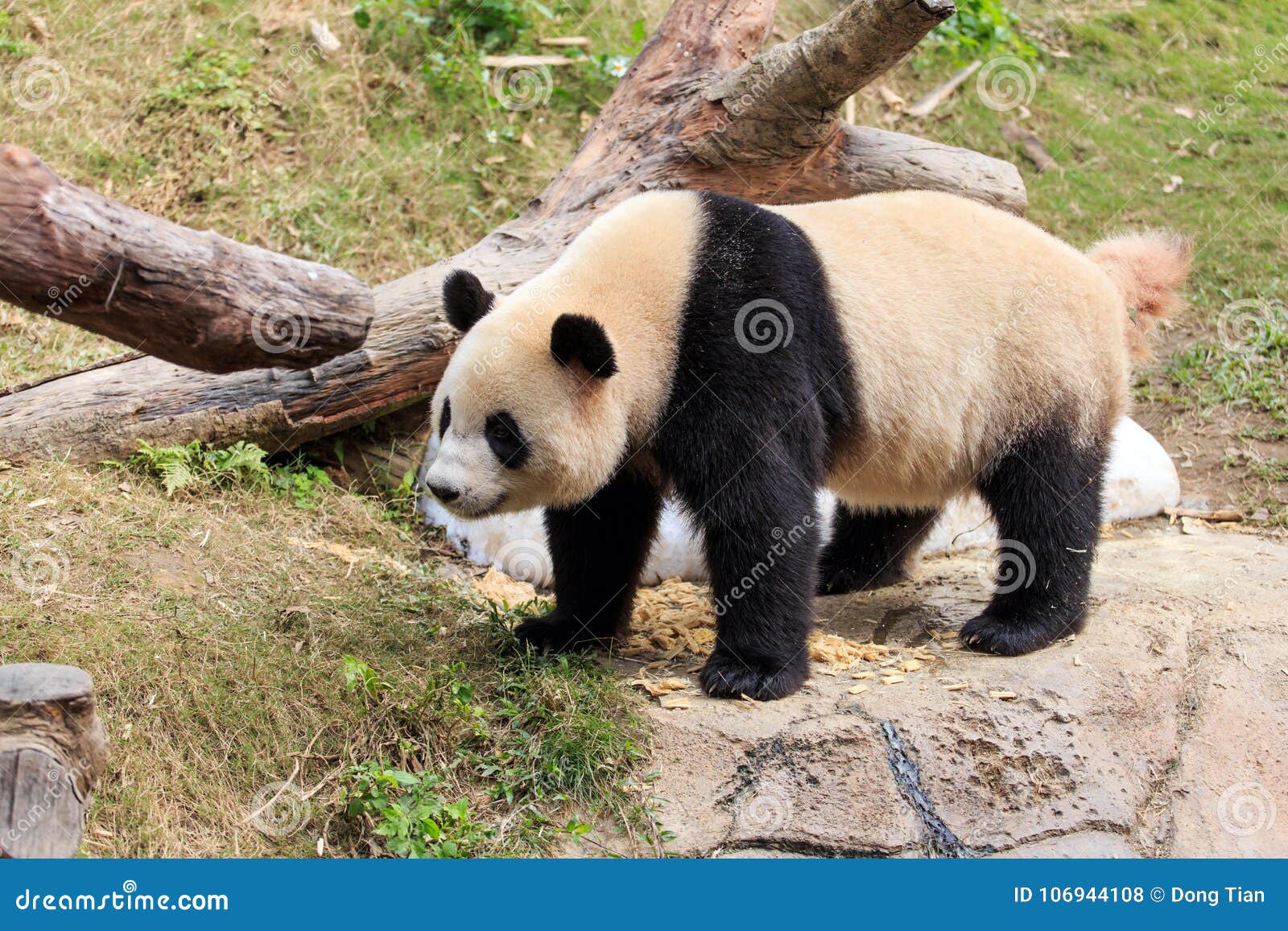 The cuddly giant panda stock photo. Image of characteristics - 106944108
