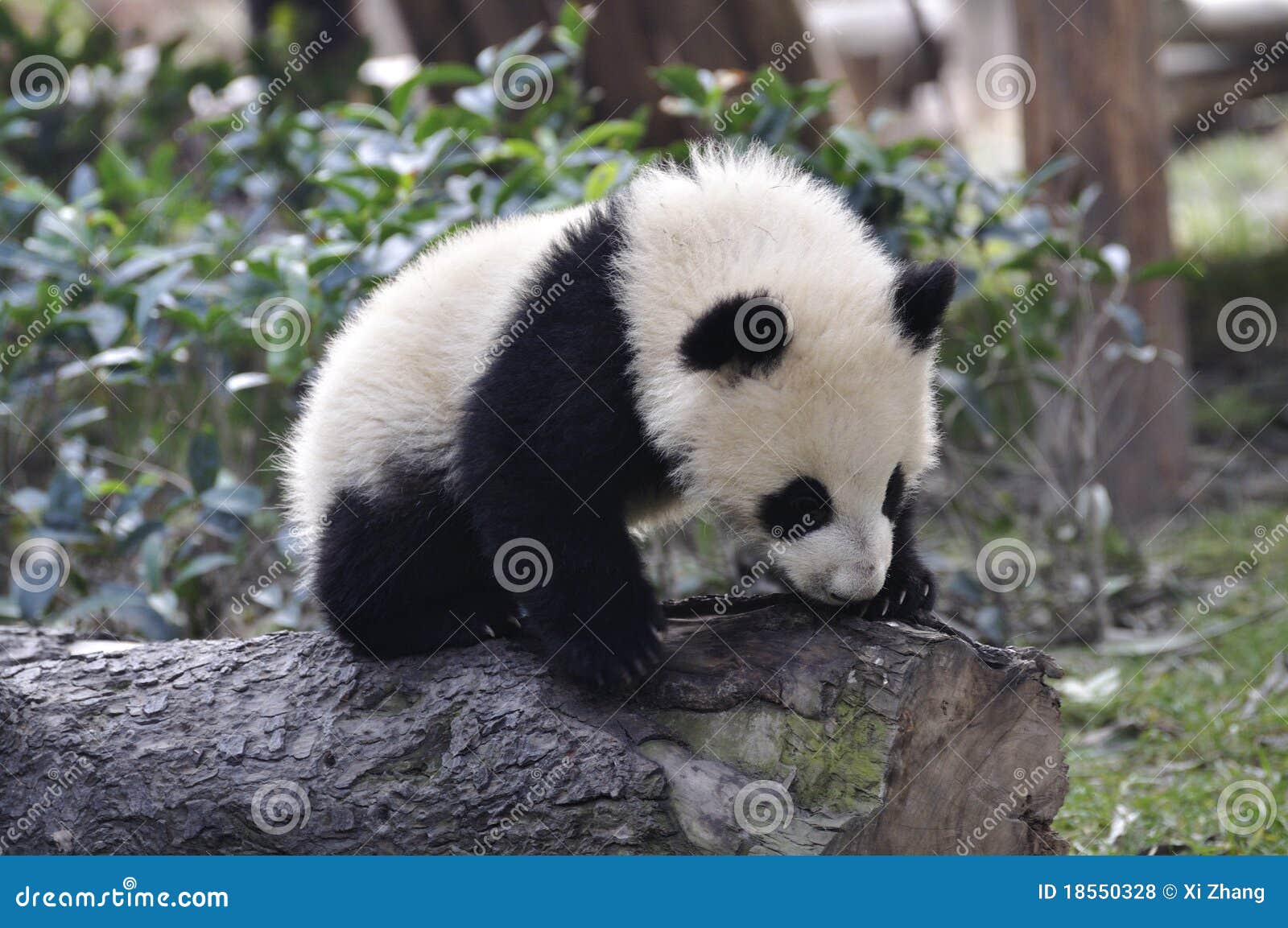 China Panda in Chengdu stock photo. Image of rare, chengdu - 18550328