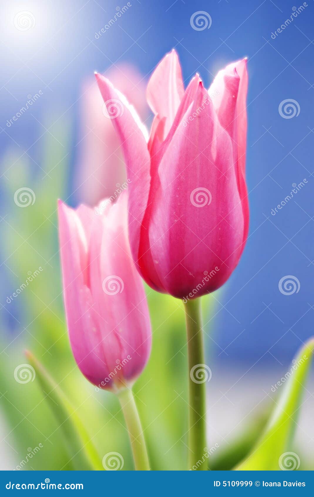 2,475 Tulip China Stock Photos - Free & Royalty-Free Stock Photos from ...