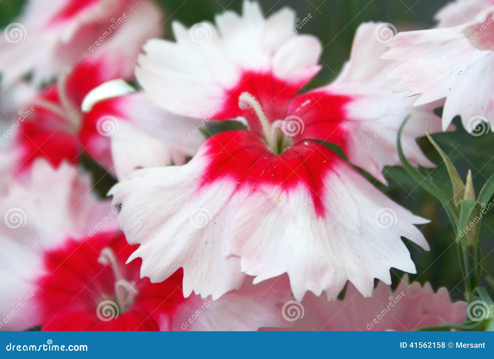 China pinks stock photo. Image of plant, plants, flowers - 41562158