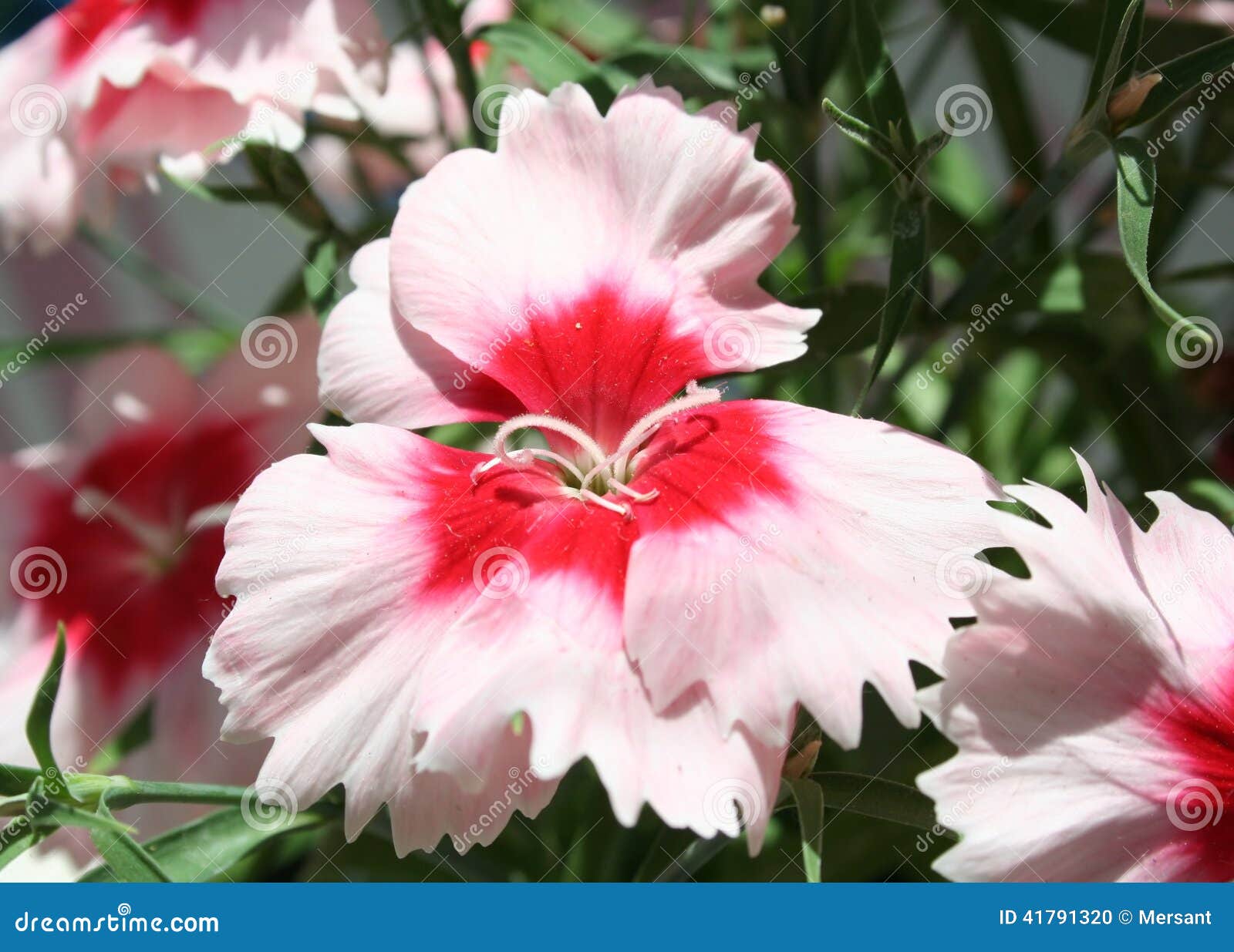 China pinks stock photo. Image of blossoms, gardening - 41791320