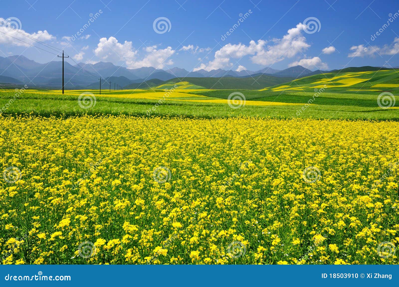 China Qinghai Flower and Field Landscape Stock Photo - Image of china ...