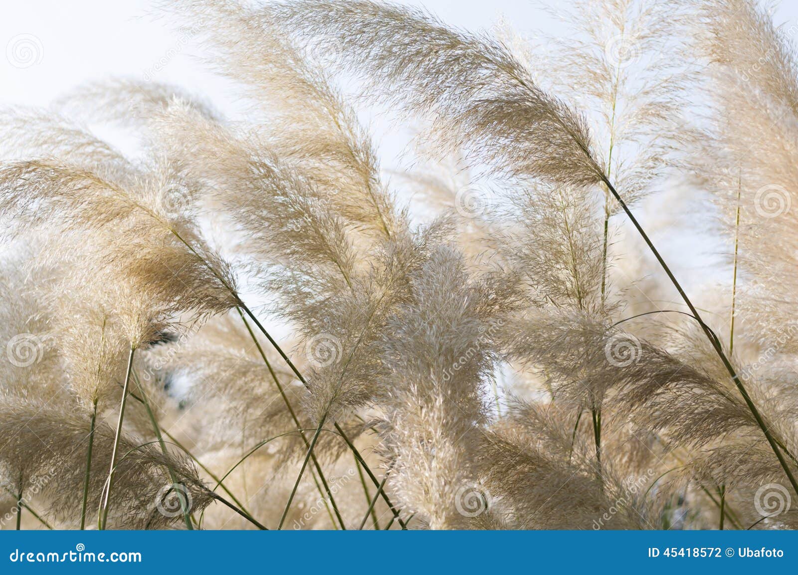 China Reed, Elephant Grass, Miscanthus Sinensis Stock Photo - Image of ...
