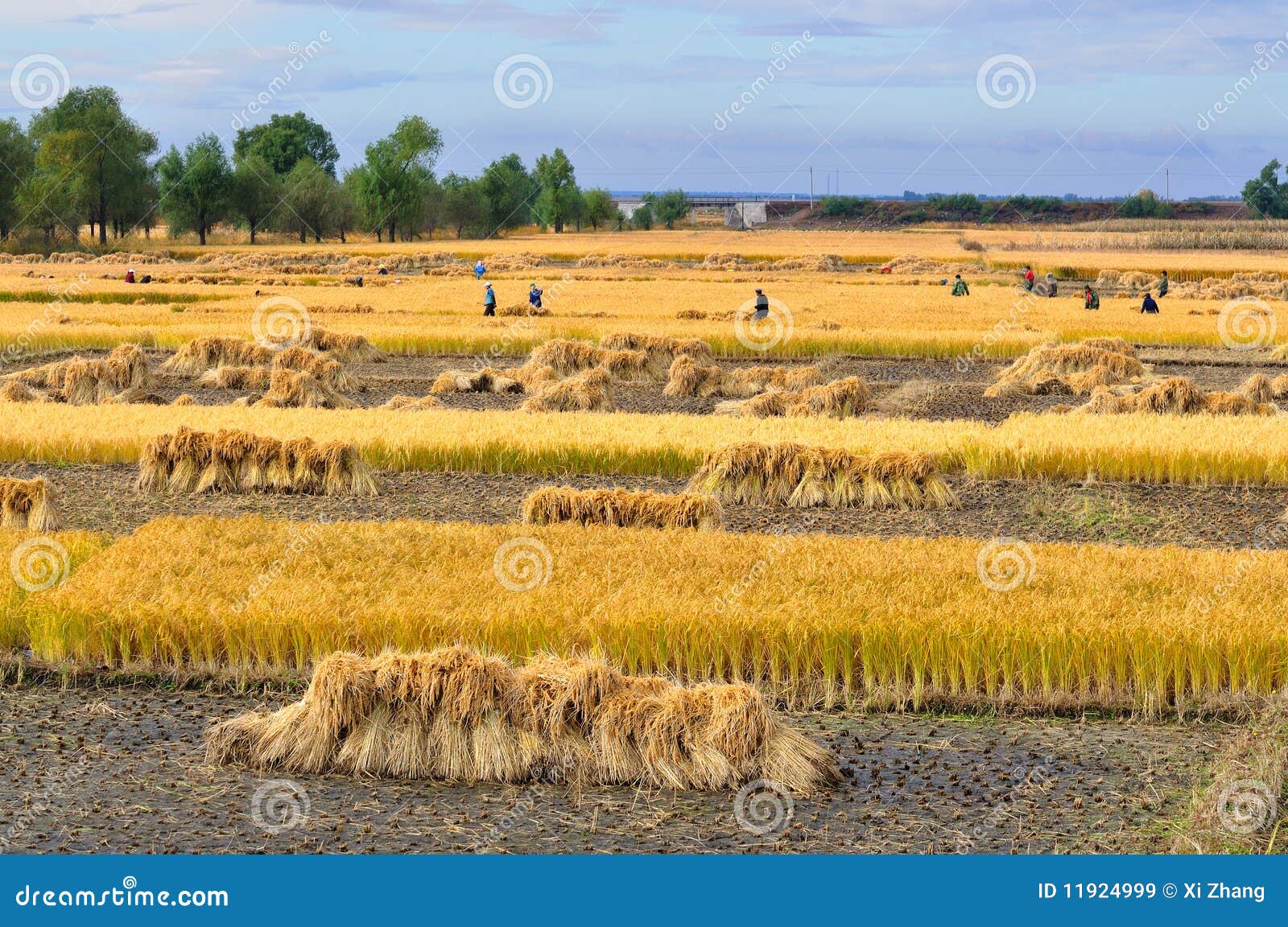 China rice field stock image. Image of farmland, land - 11924999