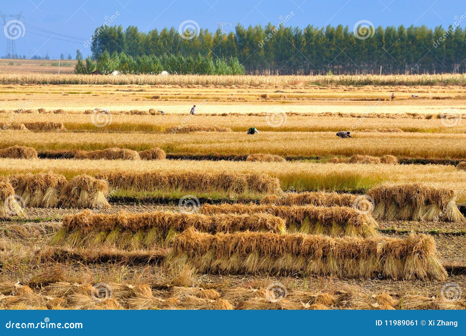 China rice field stock image. Image of china, land, asia - 11989061