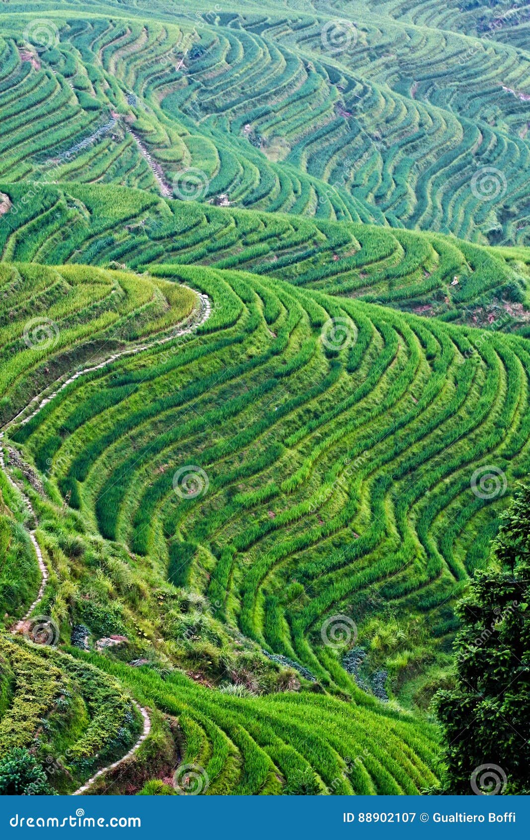 China rice field stock image. Image of tourism, asian - 88902107
