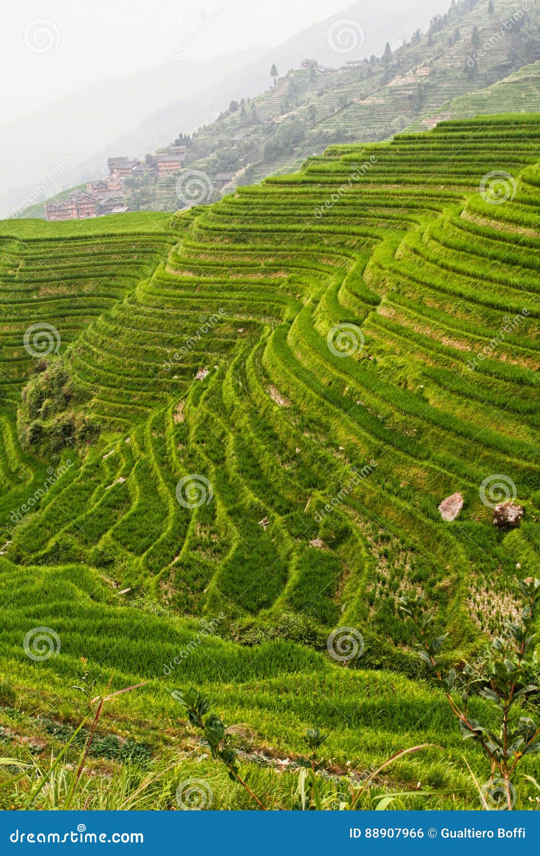China rice field stock photo. Image of travel, food, tourism - 88907966