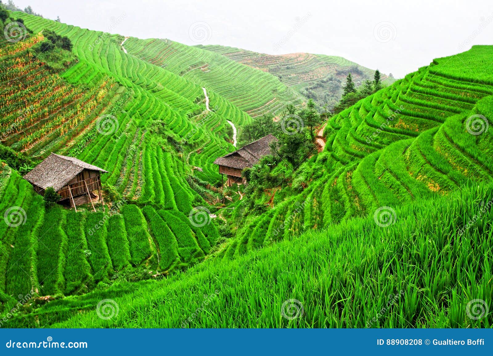 China rice field stock photo. Image of travel, tourism - 88908208