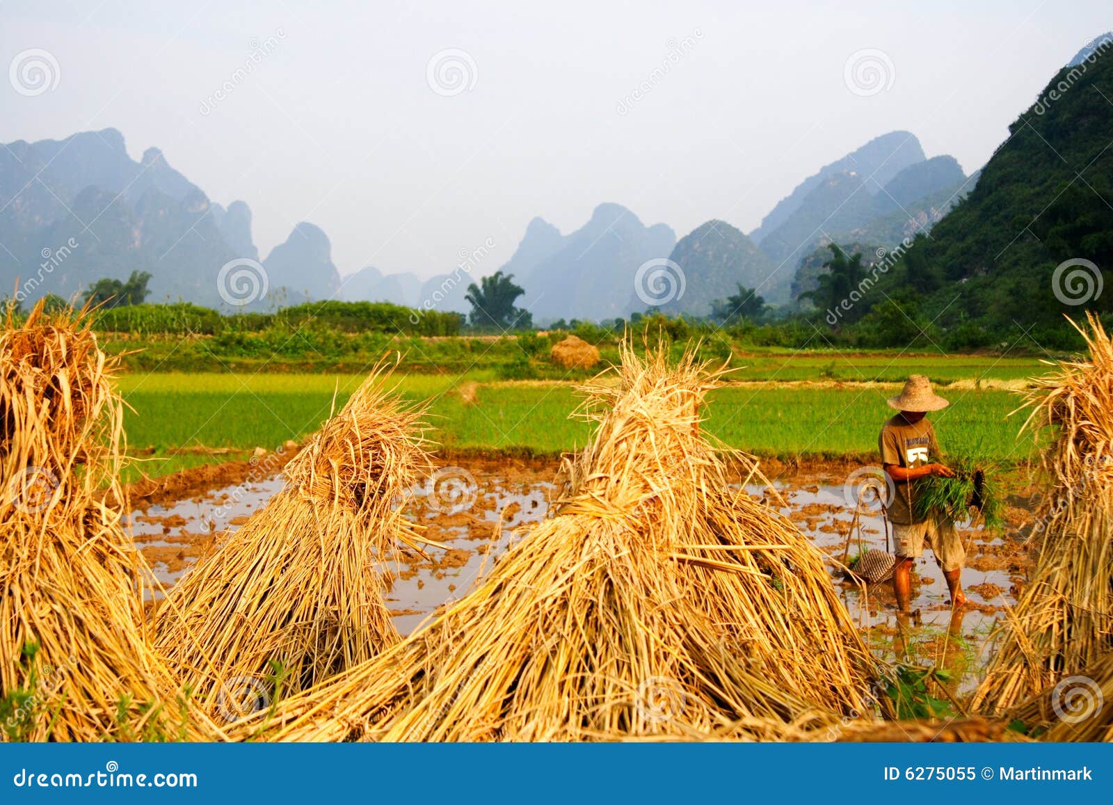 China Rice Field Work stock image. Image of countryside - 6275055