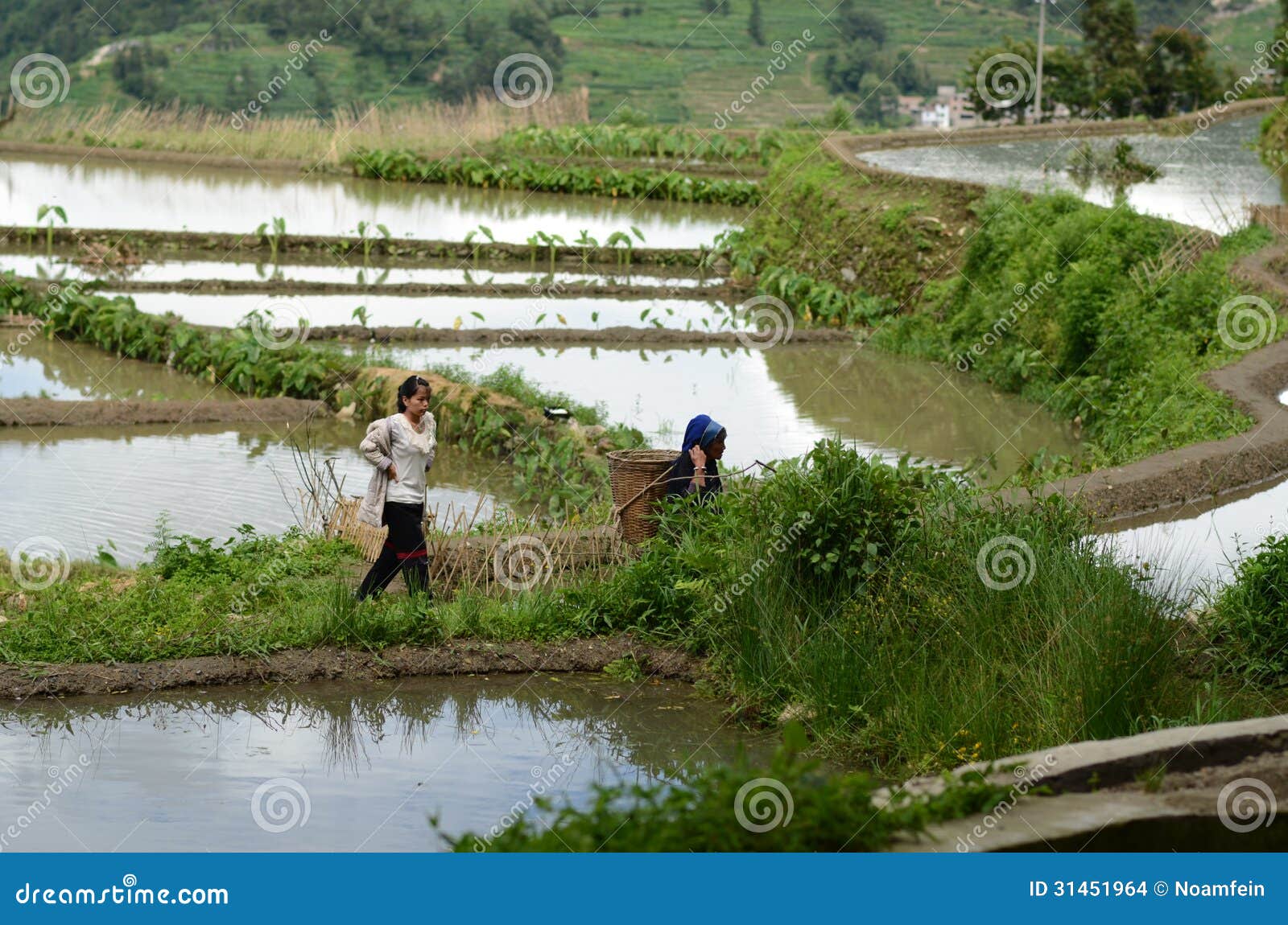 China rice fields editorial stock image. Image of fields - 31451964