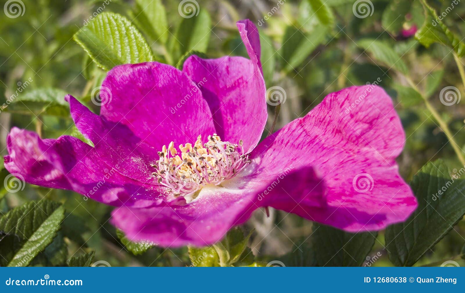 China rose stock photo. Image of flower, rubricity, faberi - 12680638
