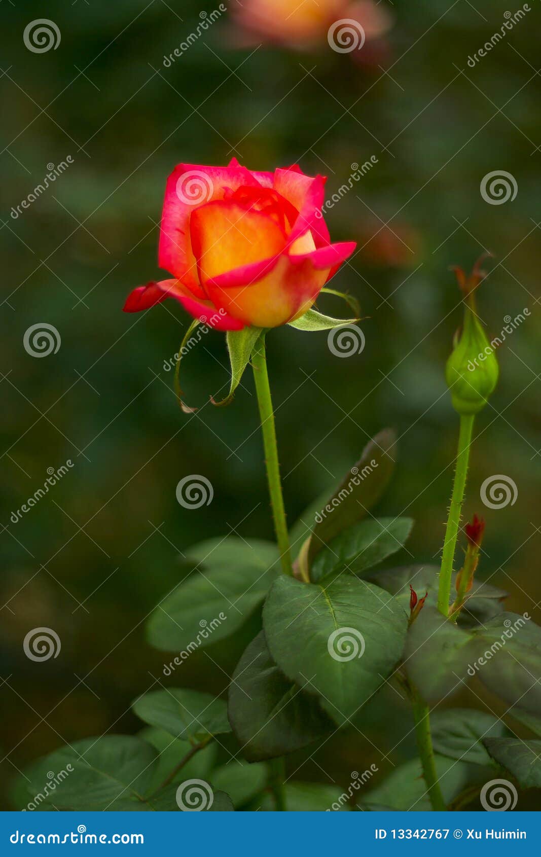 China rose stock image. Image of china, spring, plant - 13342767