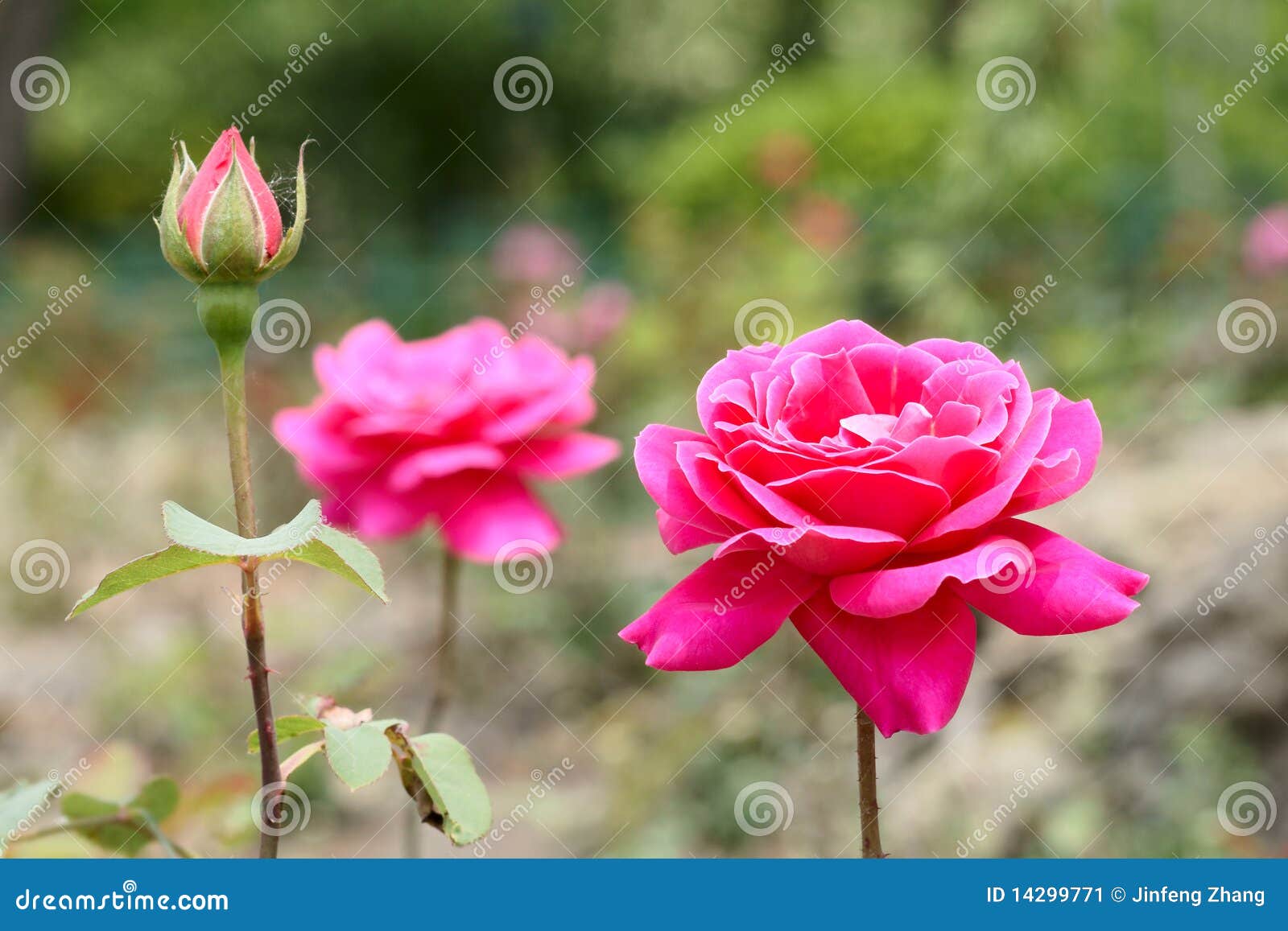 China rose stock image. Image of sunshine, three, green - 14299771