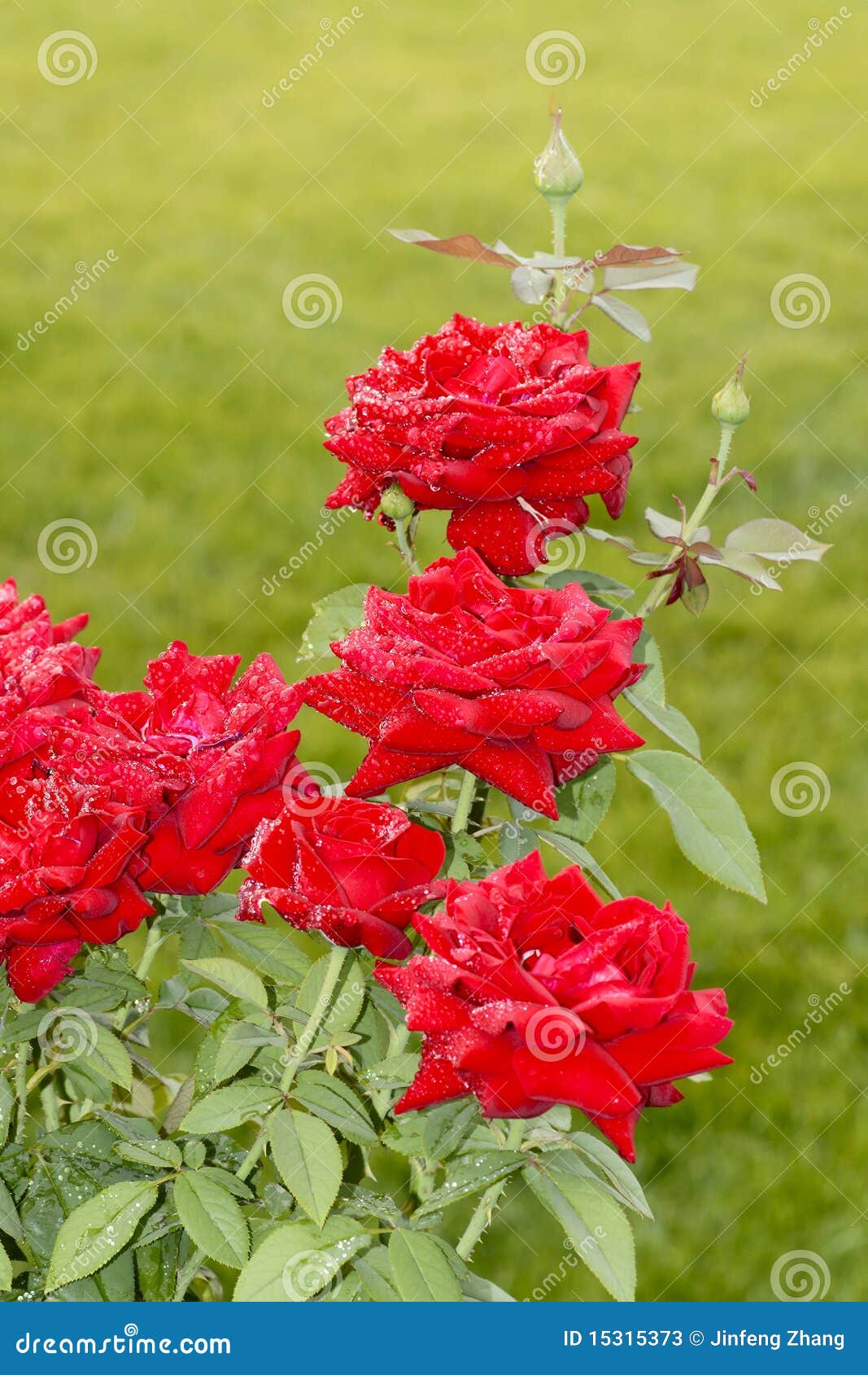 China rose stock image. Image of summer, roses, closeup - 15315373