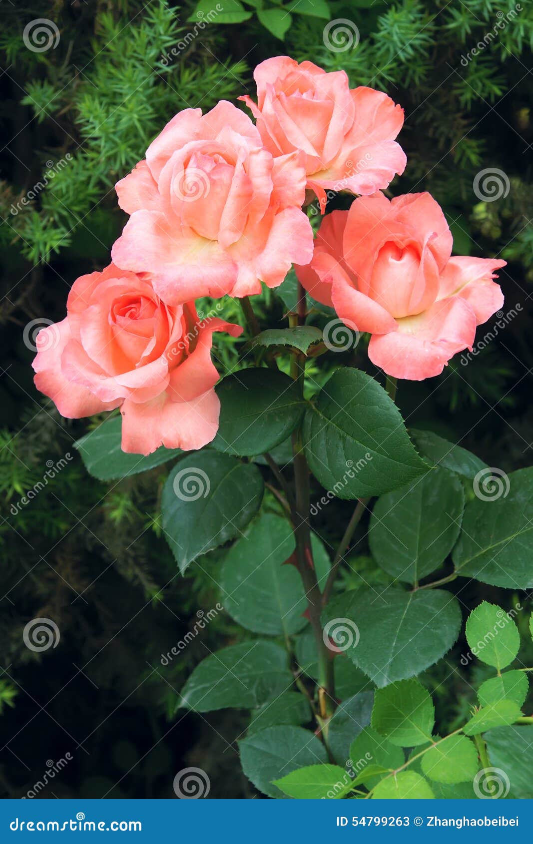 China rose stock image. Image of china, nature, macro - 54799263