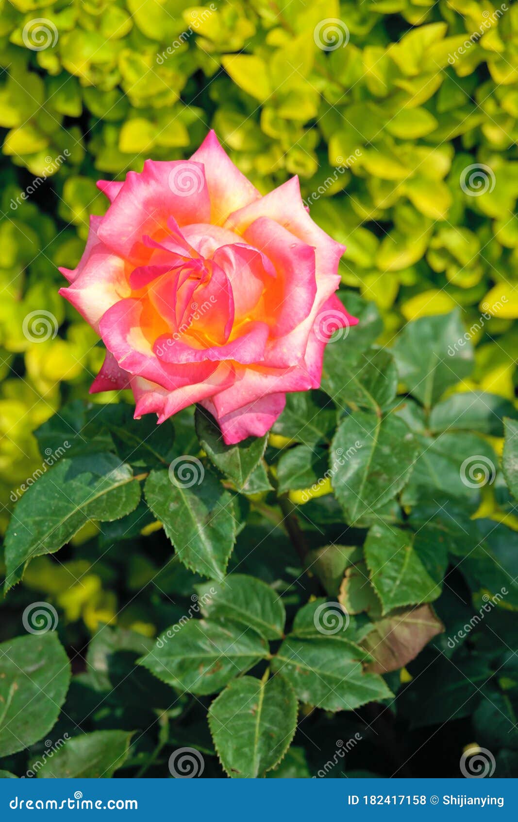 China rose stock photo. Image of rosa, leaf, chinensis - 182417158