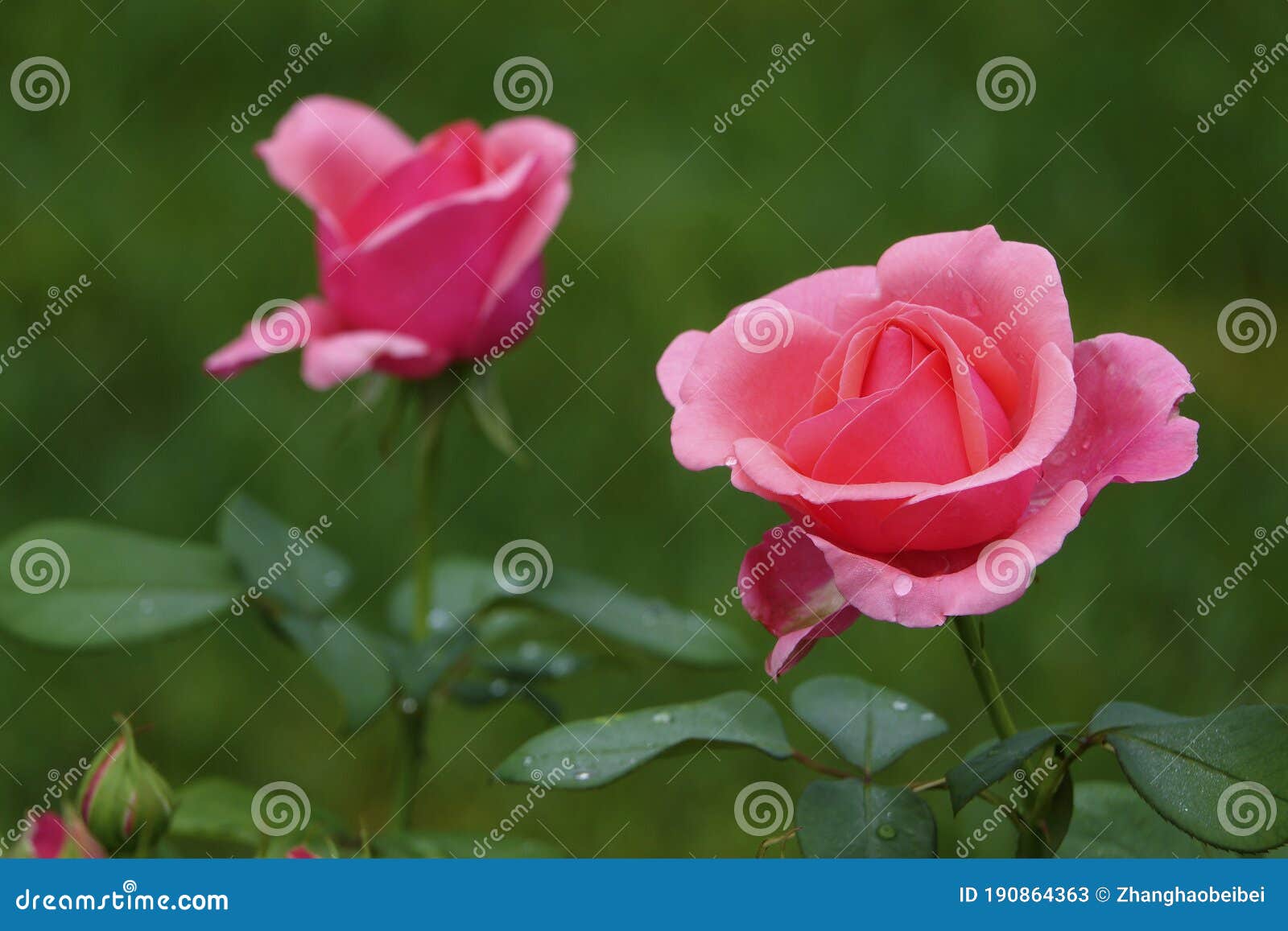China rose flower stock image. Image of rosaceous, pink - 190864363