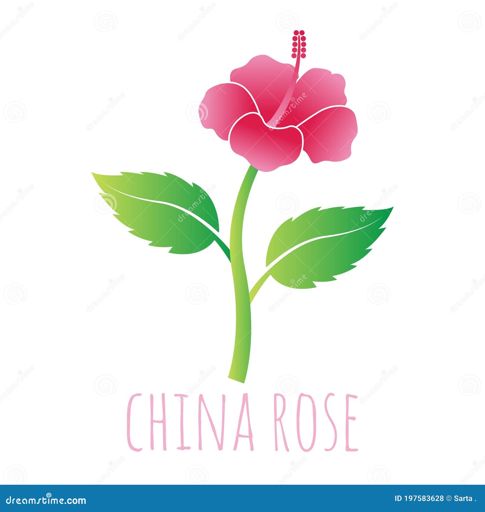 China Rose Flower Vector Illustration Stock Vector - Illustration of ...