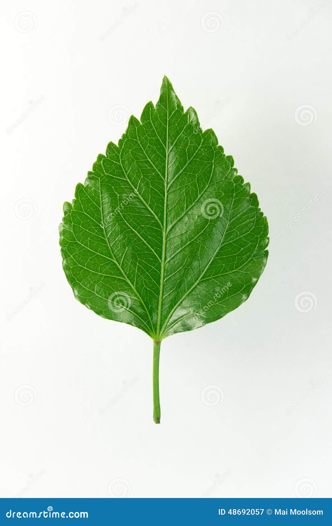 Chinese Hibiscus Hibiscus Rosa-sinensis L. China Rose, Hawaiian ...