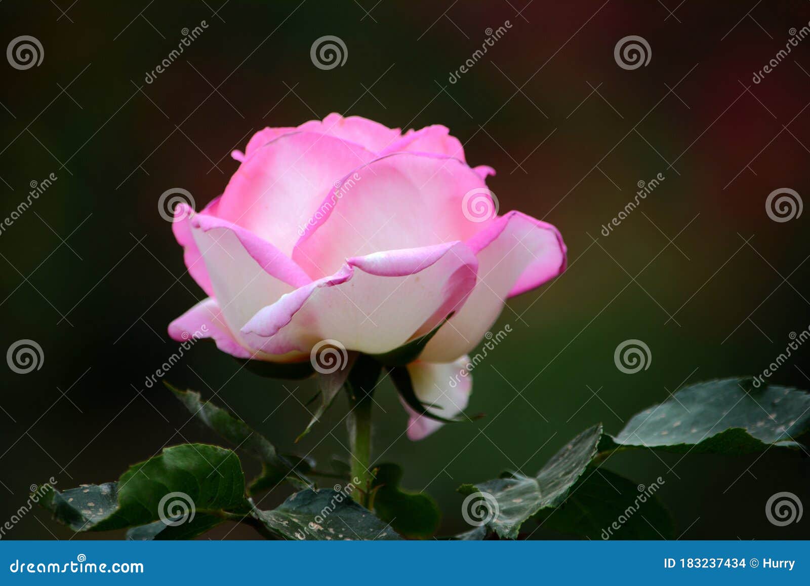 China Rose,Pink and white stock photo. Image of macro - 183237434