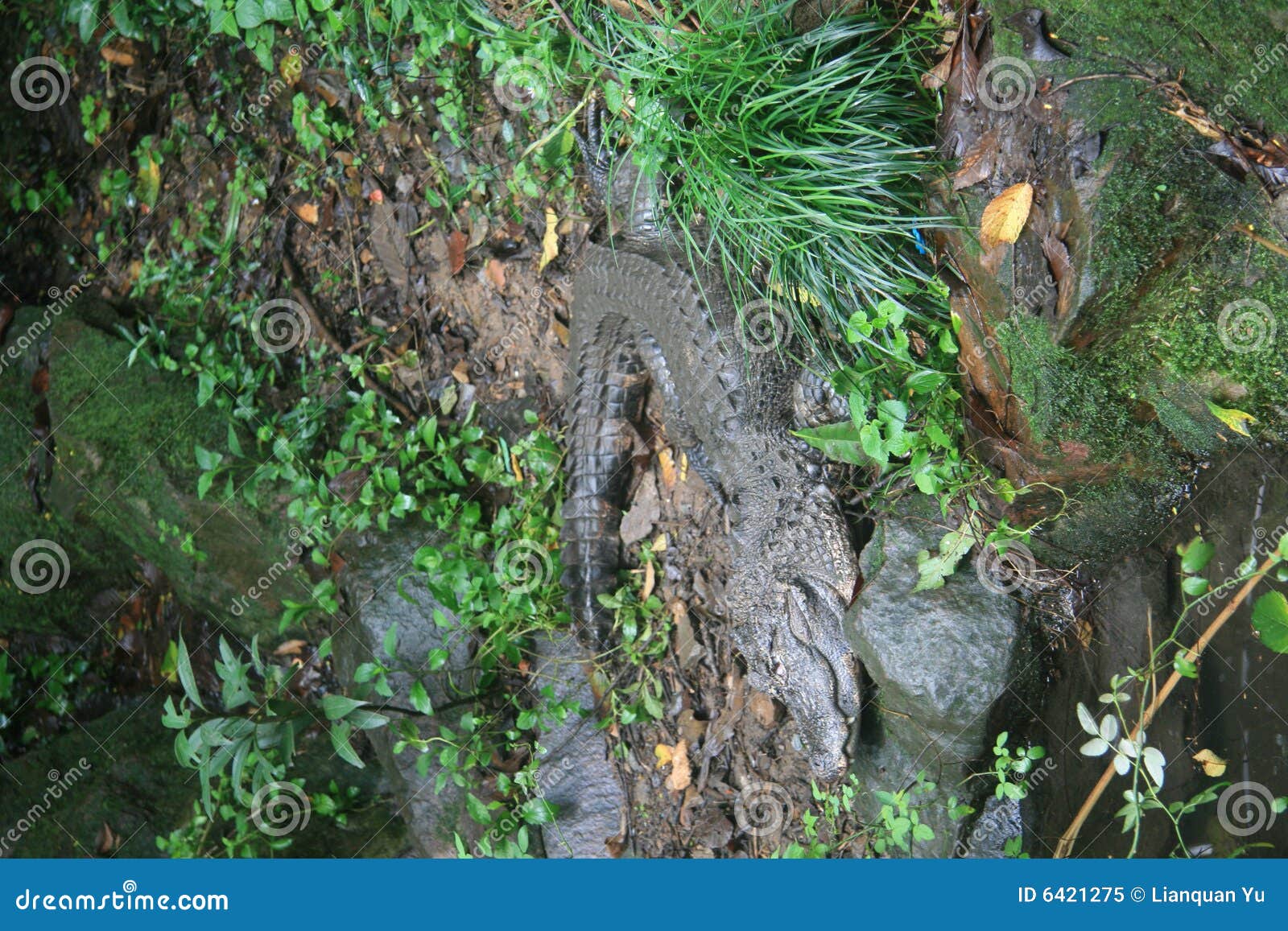 China S Hangzhou Zoo_Alligator Stock Image - Image of china, nature ...