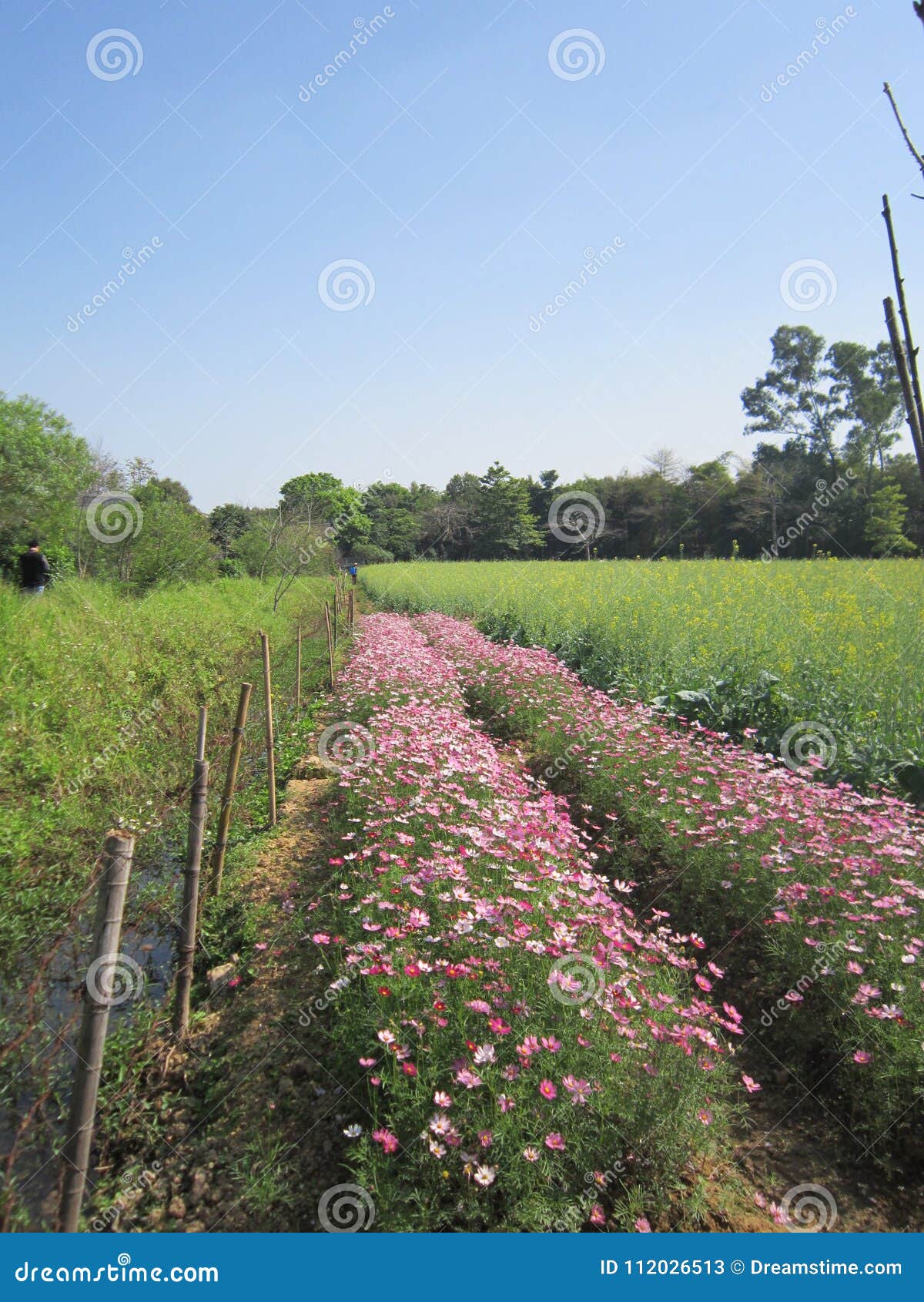 2018; China Shenzhen Plant Flowers in Spring Stock Image - Image of ...