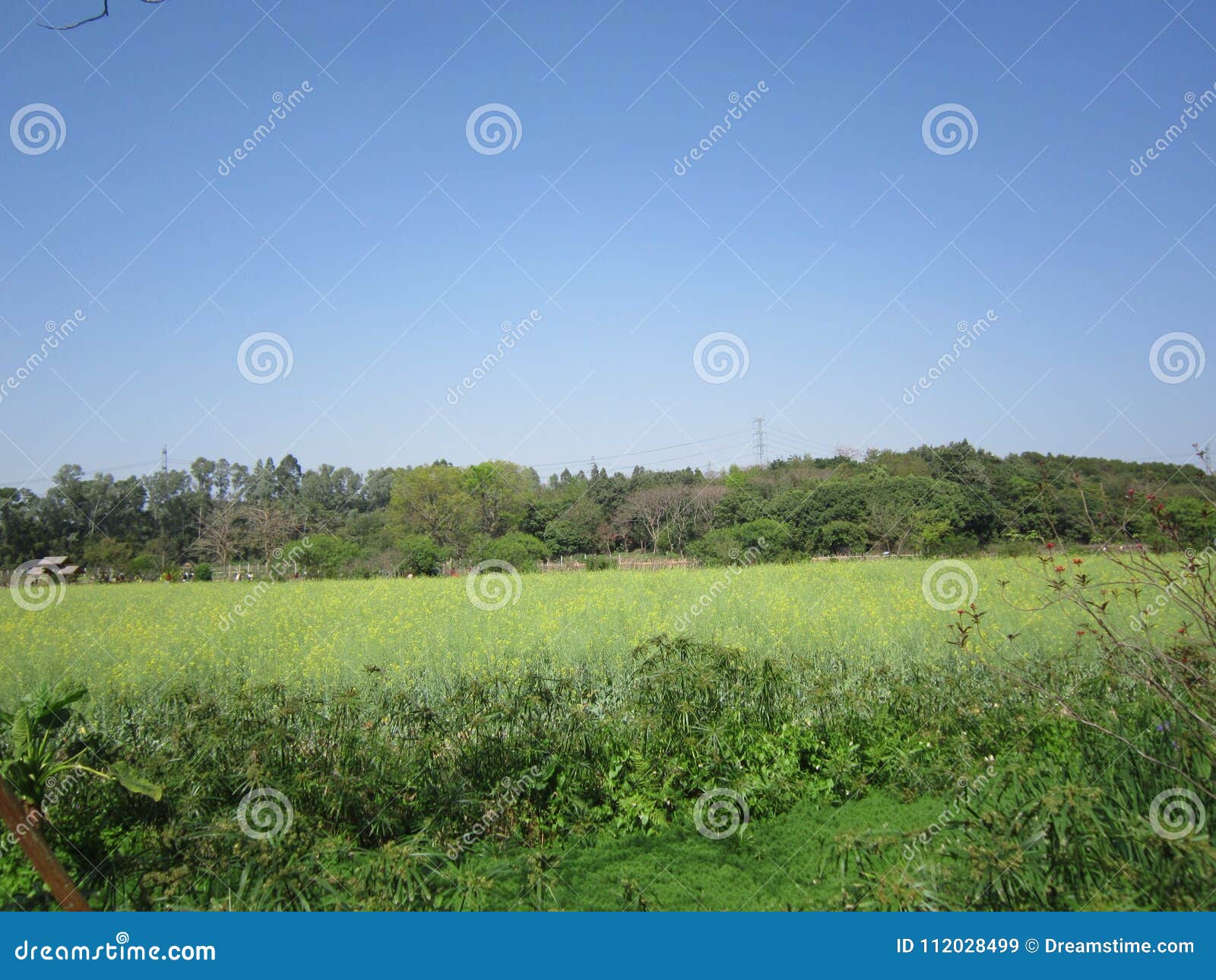 2018; China Shenzhen Plant Flowers in Spring Stock Image - Image of ...