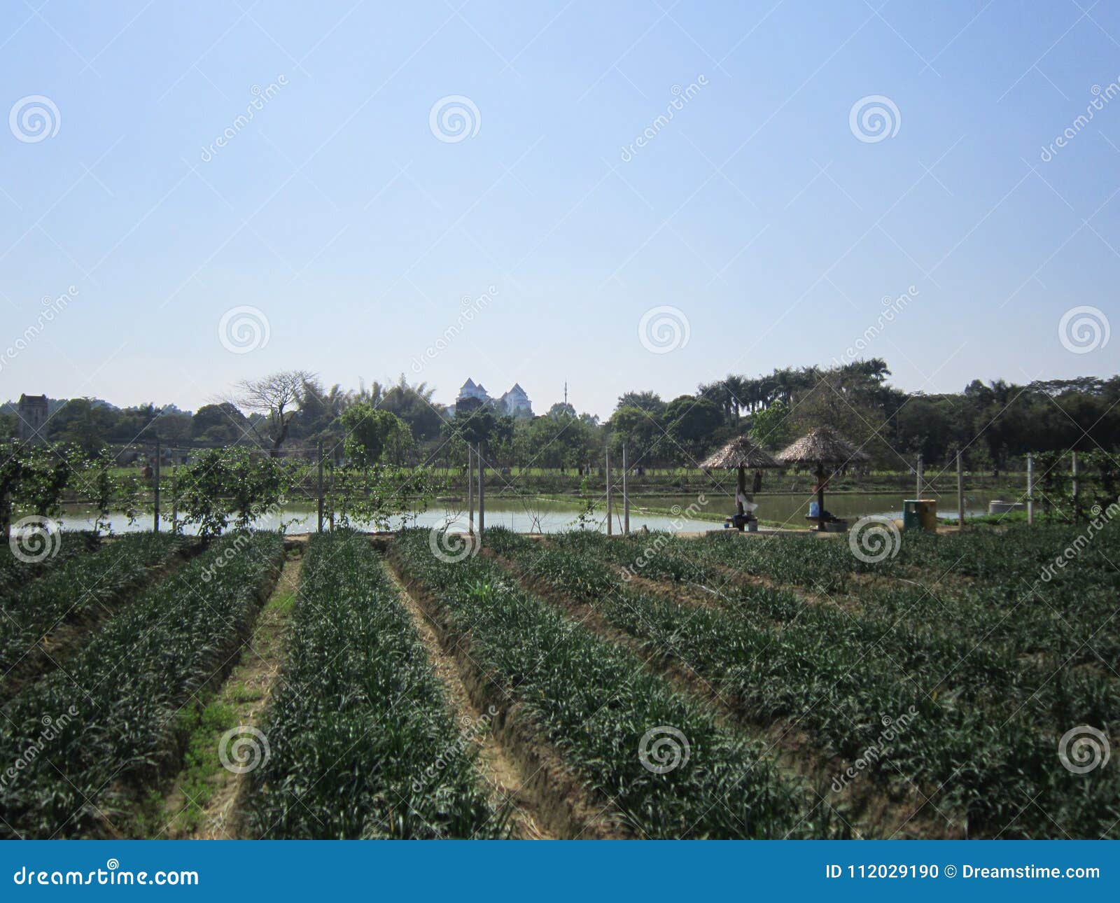 2018; China Shenzhen Plant Flowers in Spring Stock Photo - Image of ...