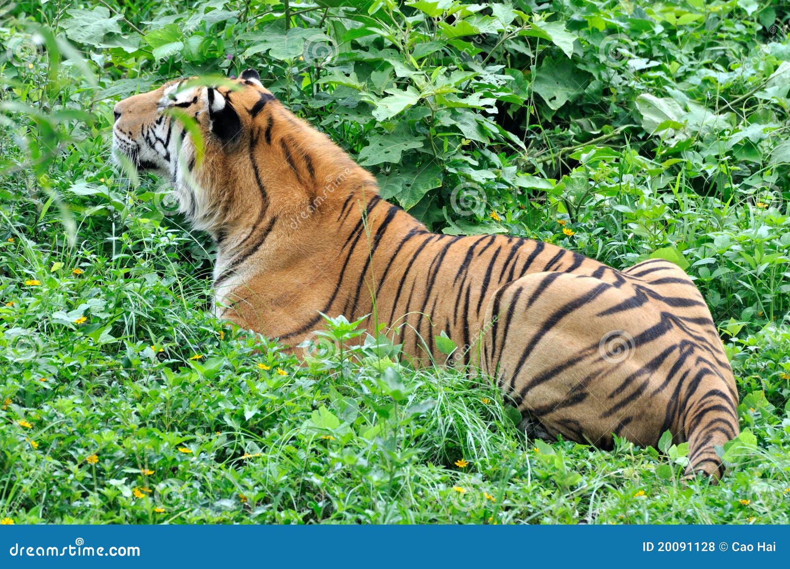 China Southern Tiger in Grass Stock Photo - Image of southern, hide ...
