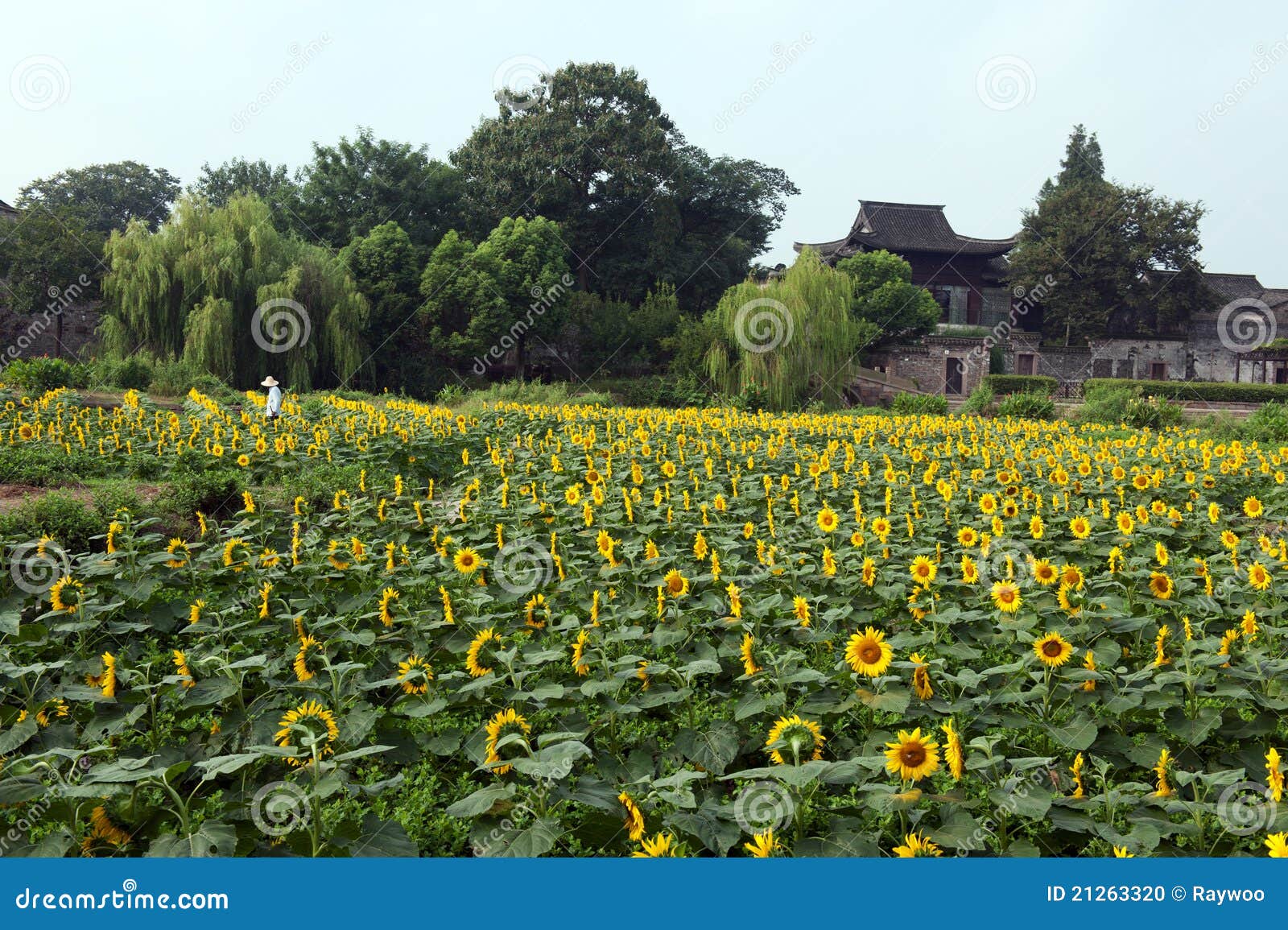 China Village Near the Sunflower Stock Photo - Image of environment ...