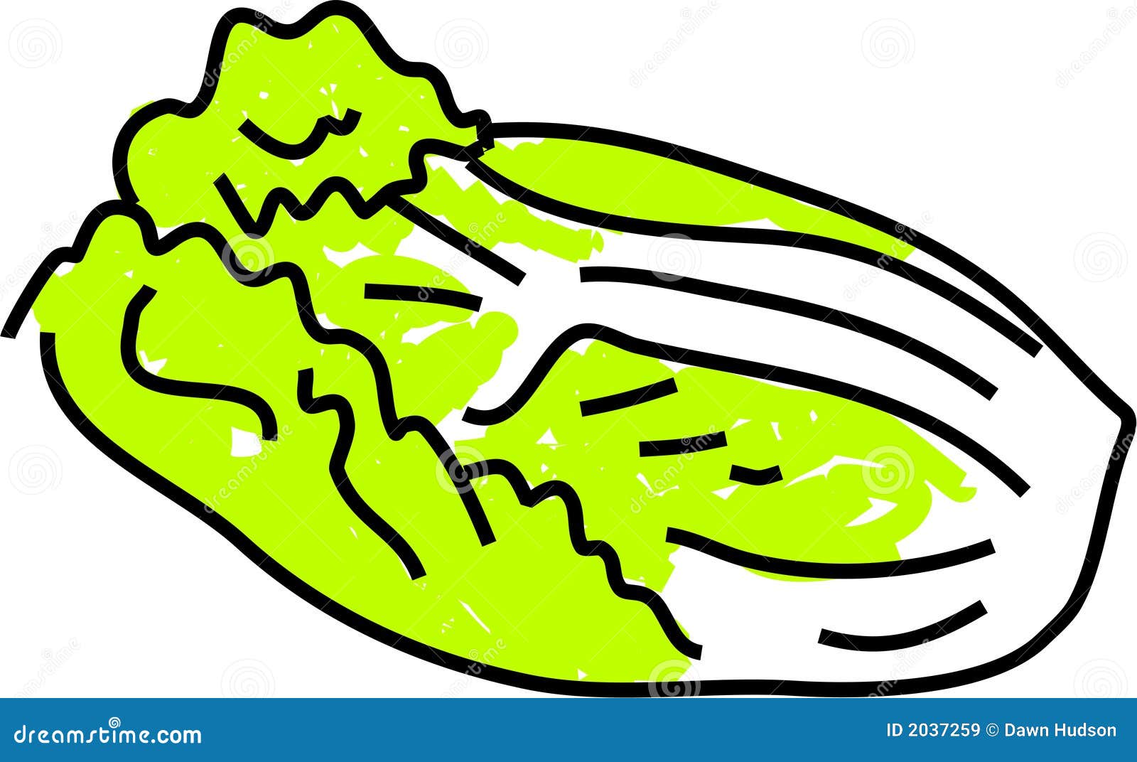 Chinakohl vektor abbildung. Illustration von landwirtschaft - 2037259