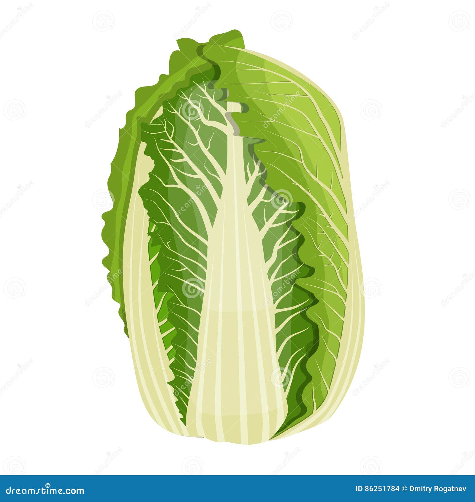 Chinakohl Lokalisiert Auf Hintergrund Vektor Abbildung - Illustration ...