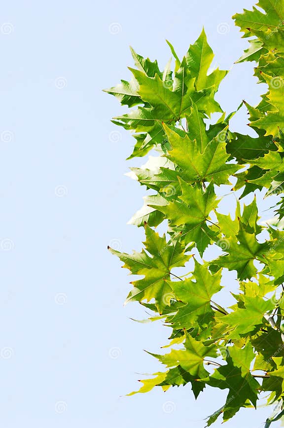 Chinar leaf stock image. Image of embellish, nature, fancy - 7349201