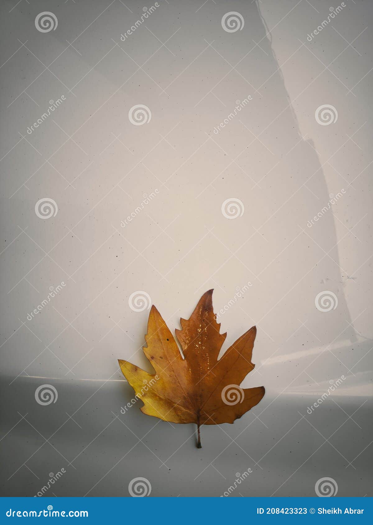 A Chinar leaf minimalistic stock image. Image of circle - 208423323