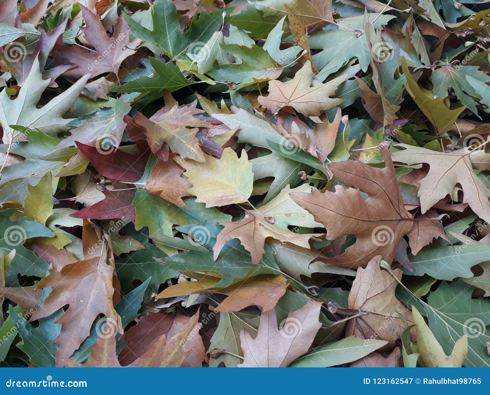 Chinar leaves stock image. Image of colour, chinar, beautiful - 123162547