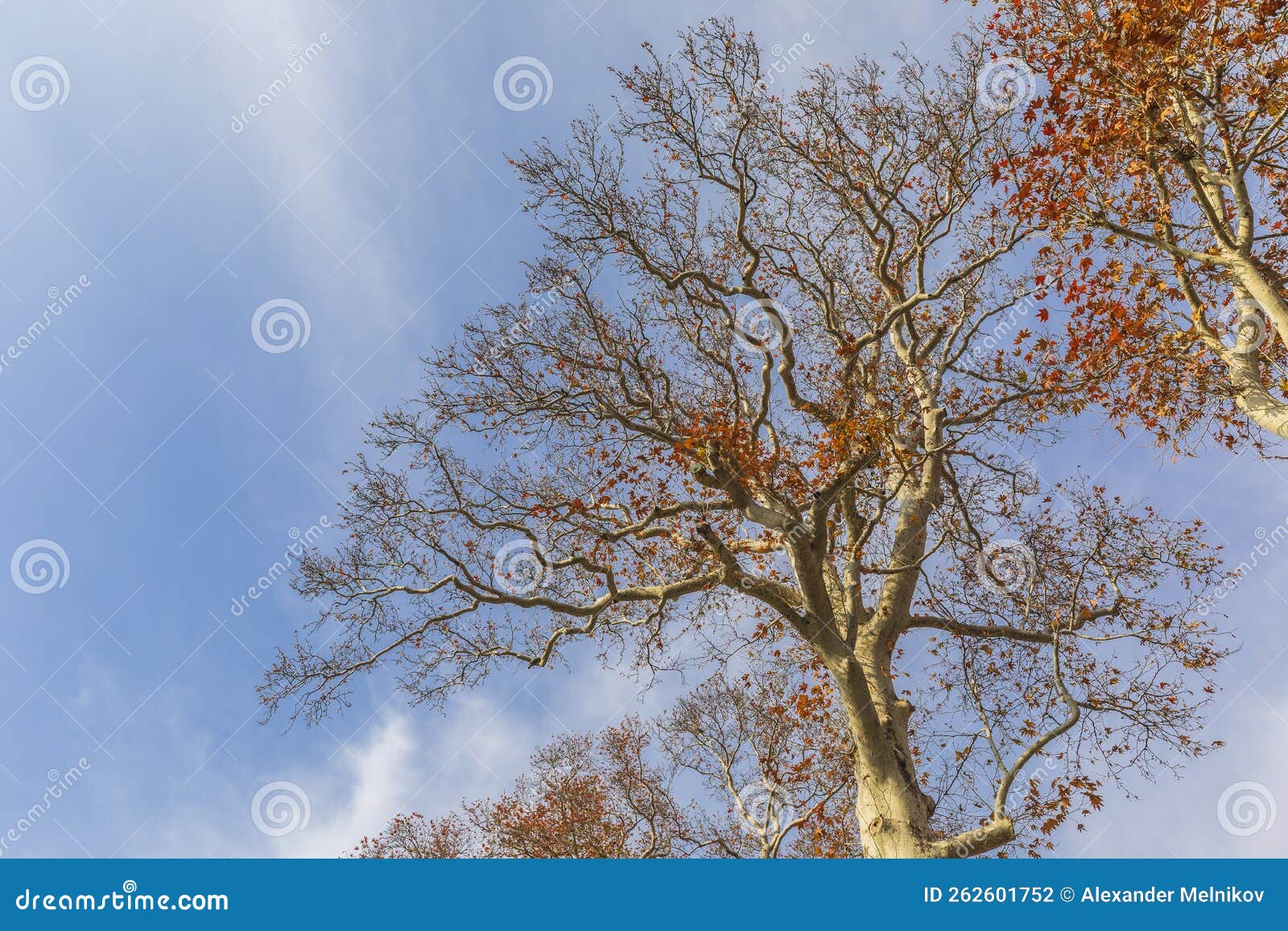 Chinar Plane Tree - a Symbol of Azerbaijan Stock Photo - Image of large ...