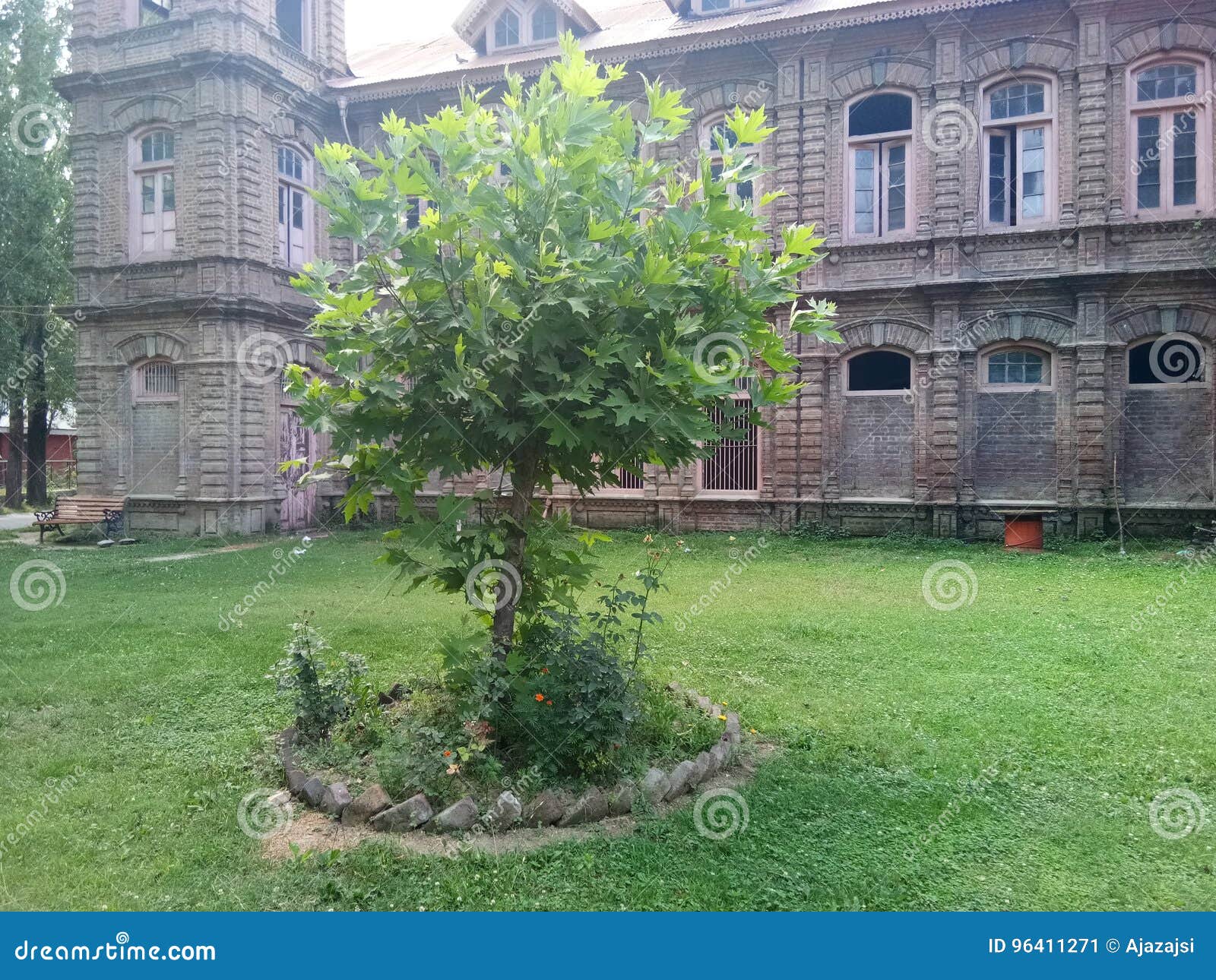 Chinar Tree - the Speaking Tree of Kashmir Stock Image - Image of tree ...