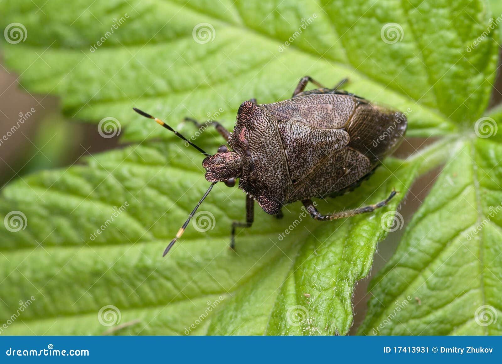 The chinch stock image. Image of animal, close, raspberry - 17413931