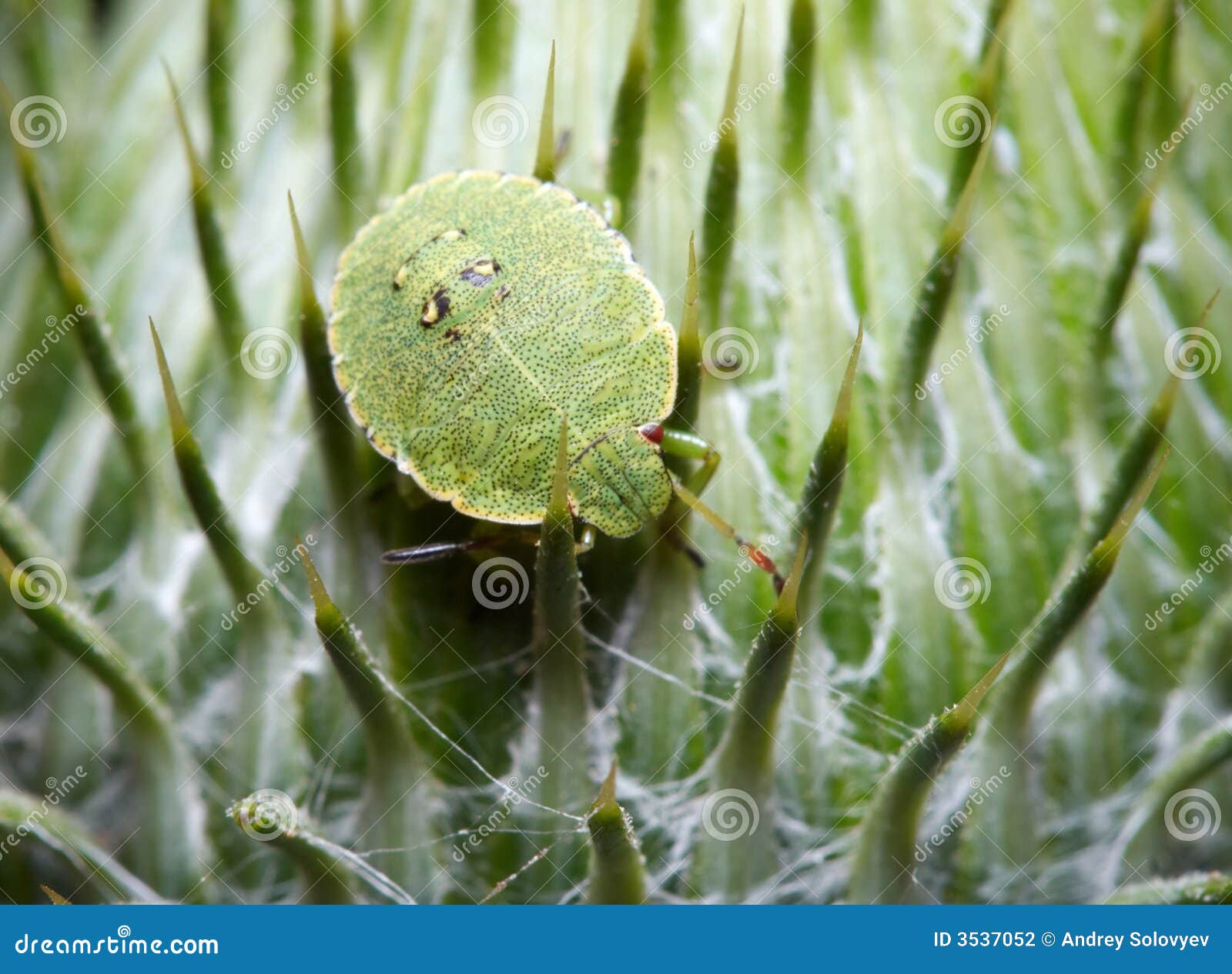 Chinch stock photo. Image of gardening, close, nature - 3537052