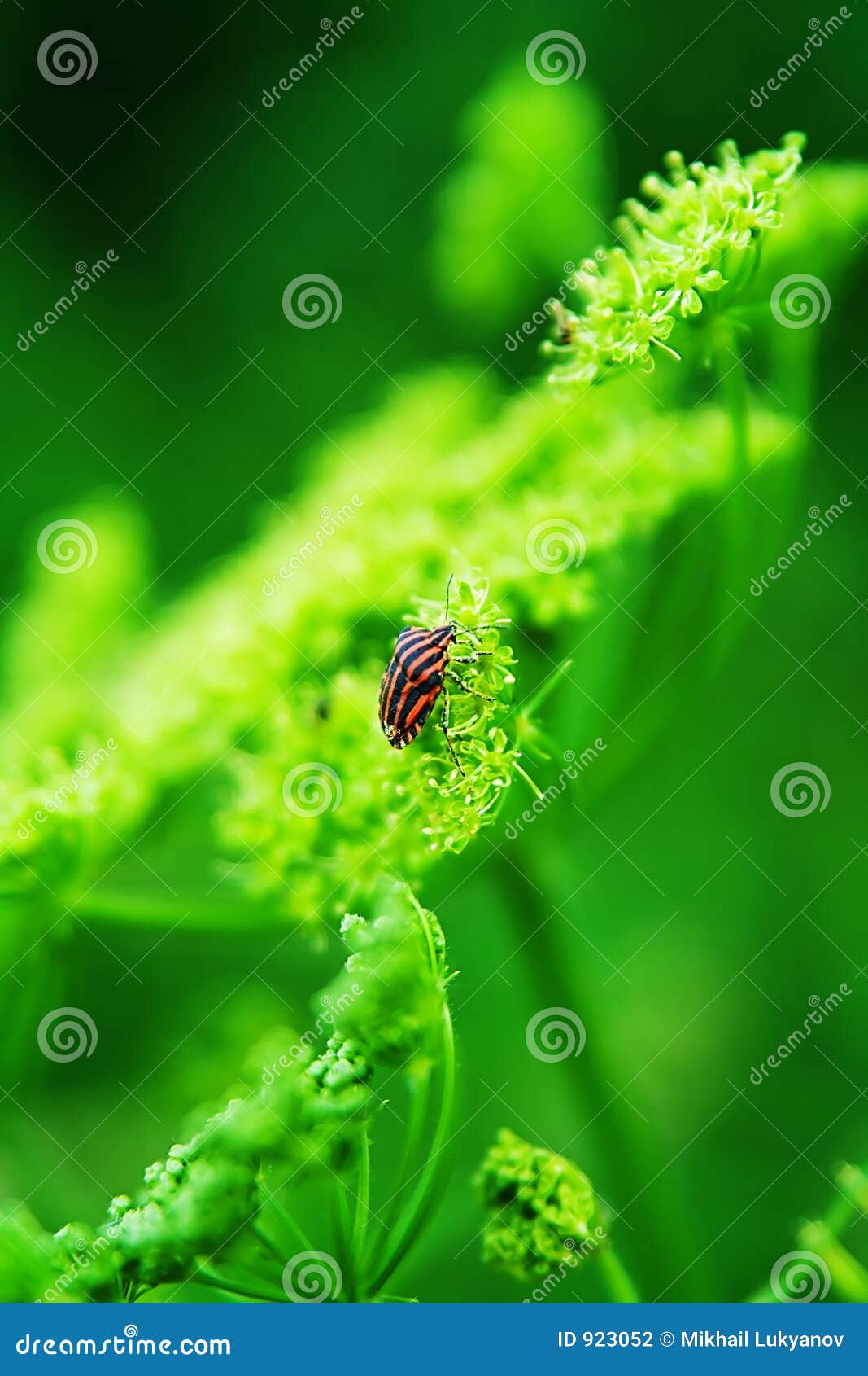 Chinch stock photo. Image of chinch, organism, close, macro - 923052