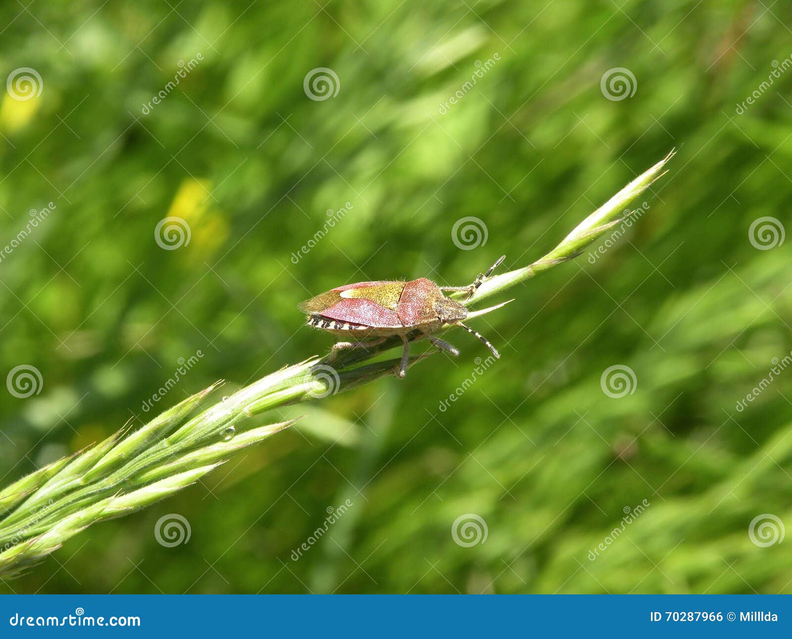 Chinch bug stock photo. Image of green, animal, fauna - 70287966